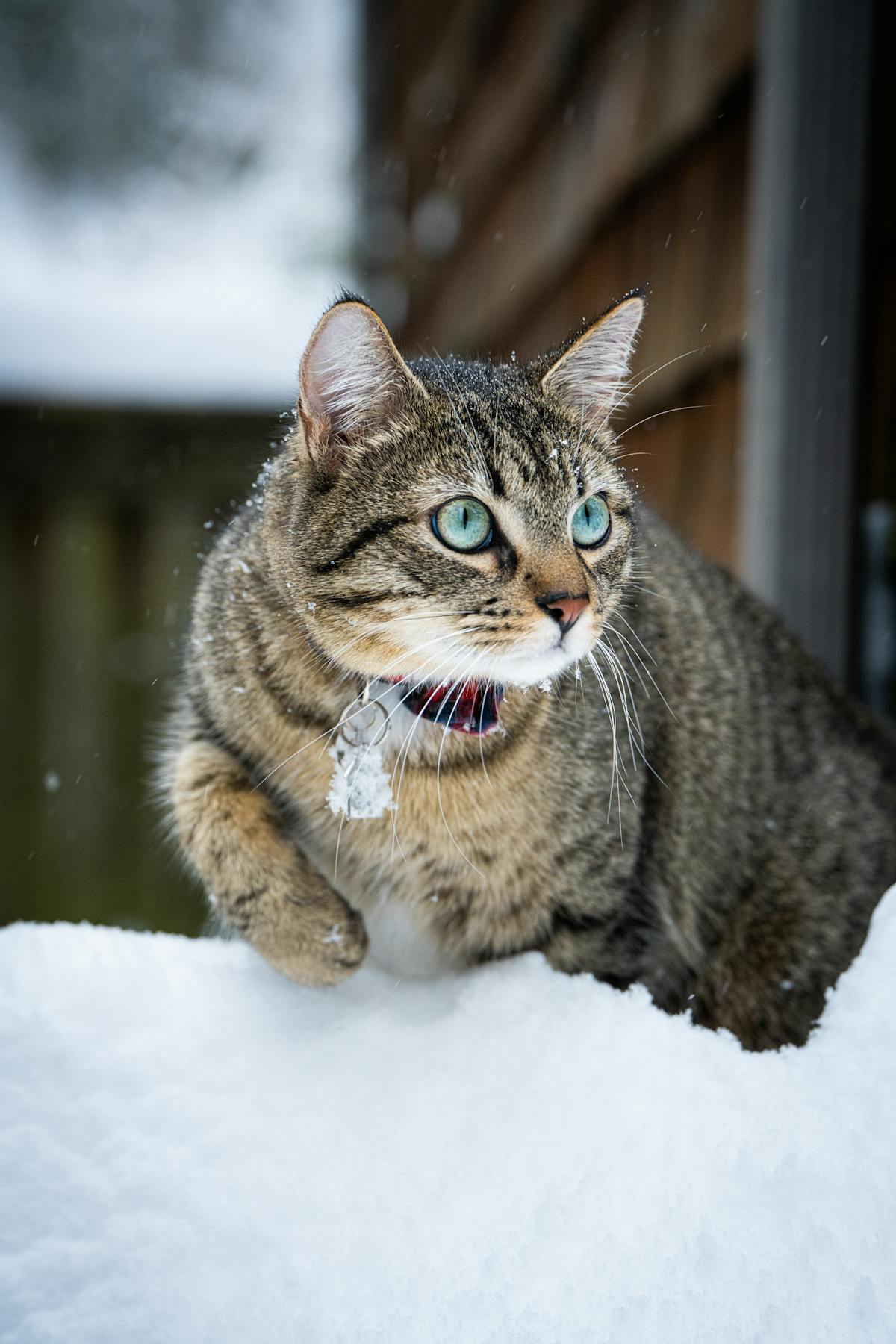 Tabby Cat Photos, Download The BEST Free Tabby Cat Stock Photos & HD Images