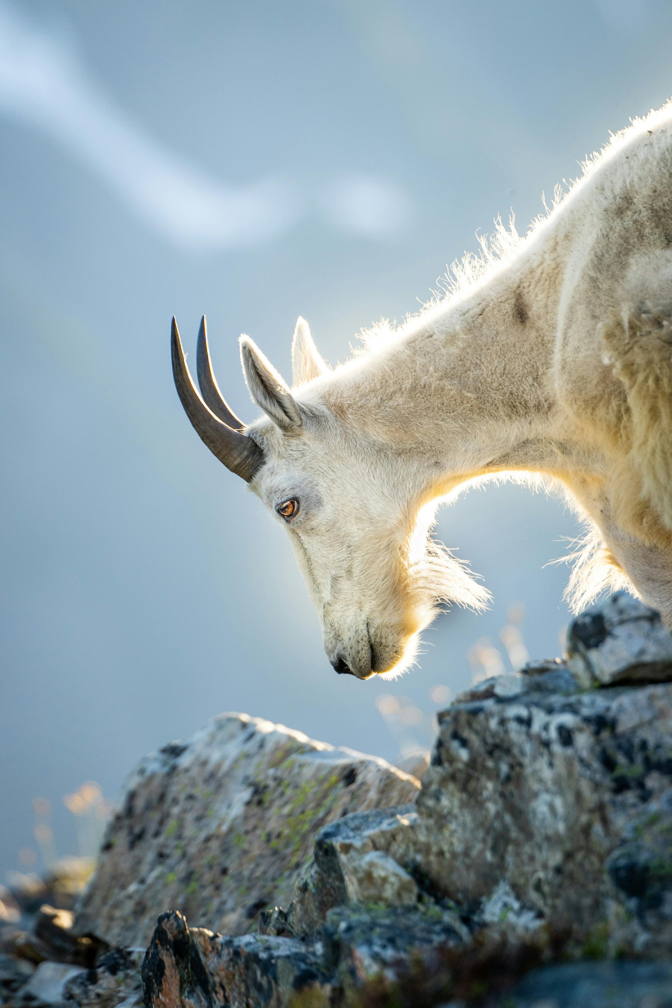 Close-Up Shot of a Goat · Free Stock Photo