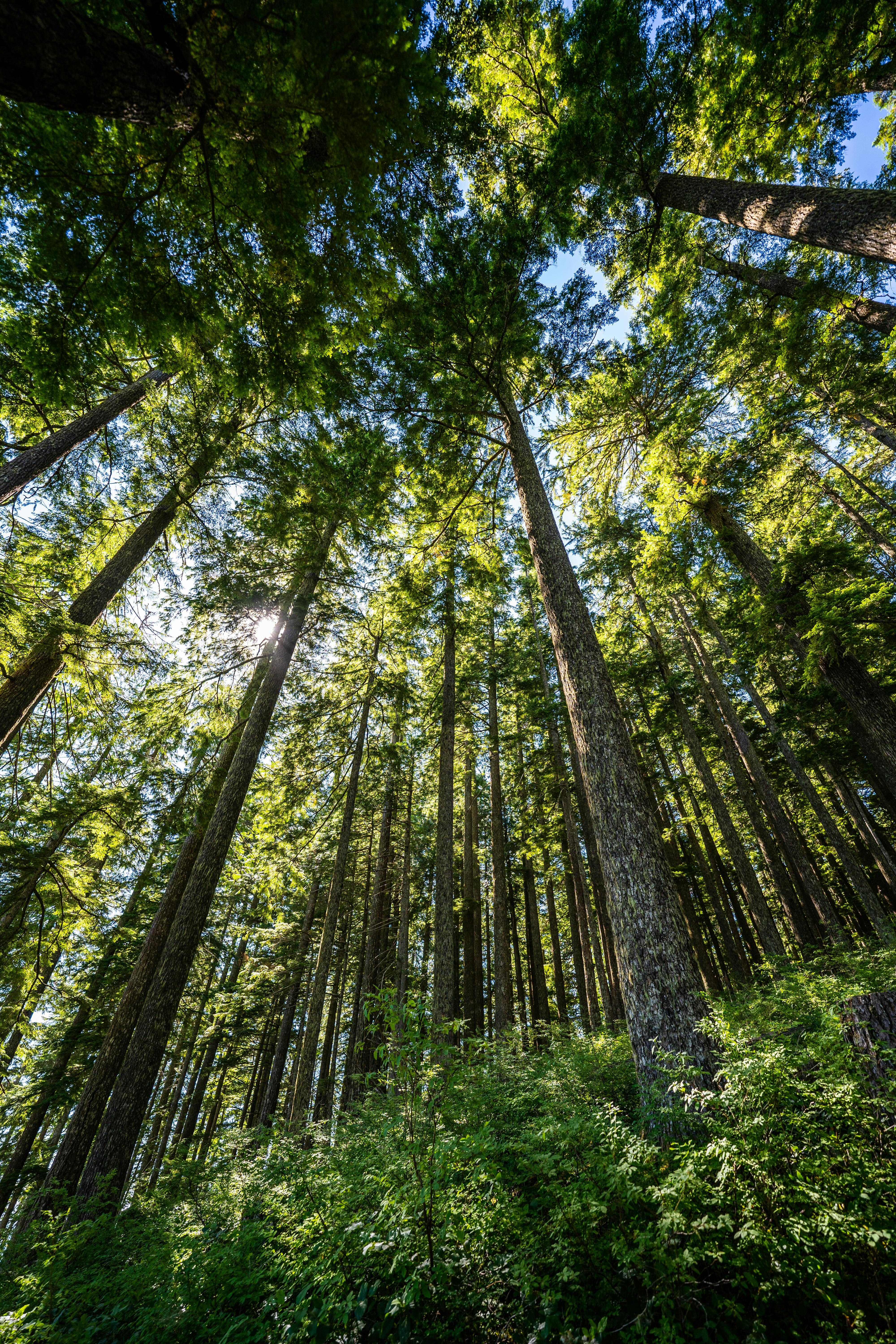100,000+ Best Tall Trees Photos · 100% Free Download · Pexels Stock Photos