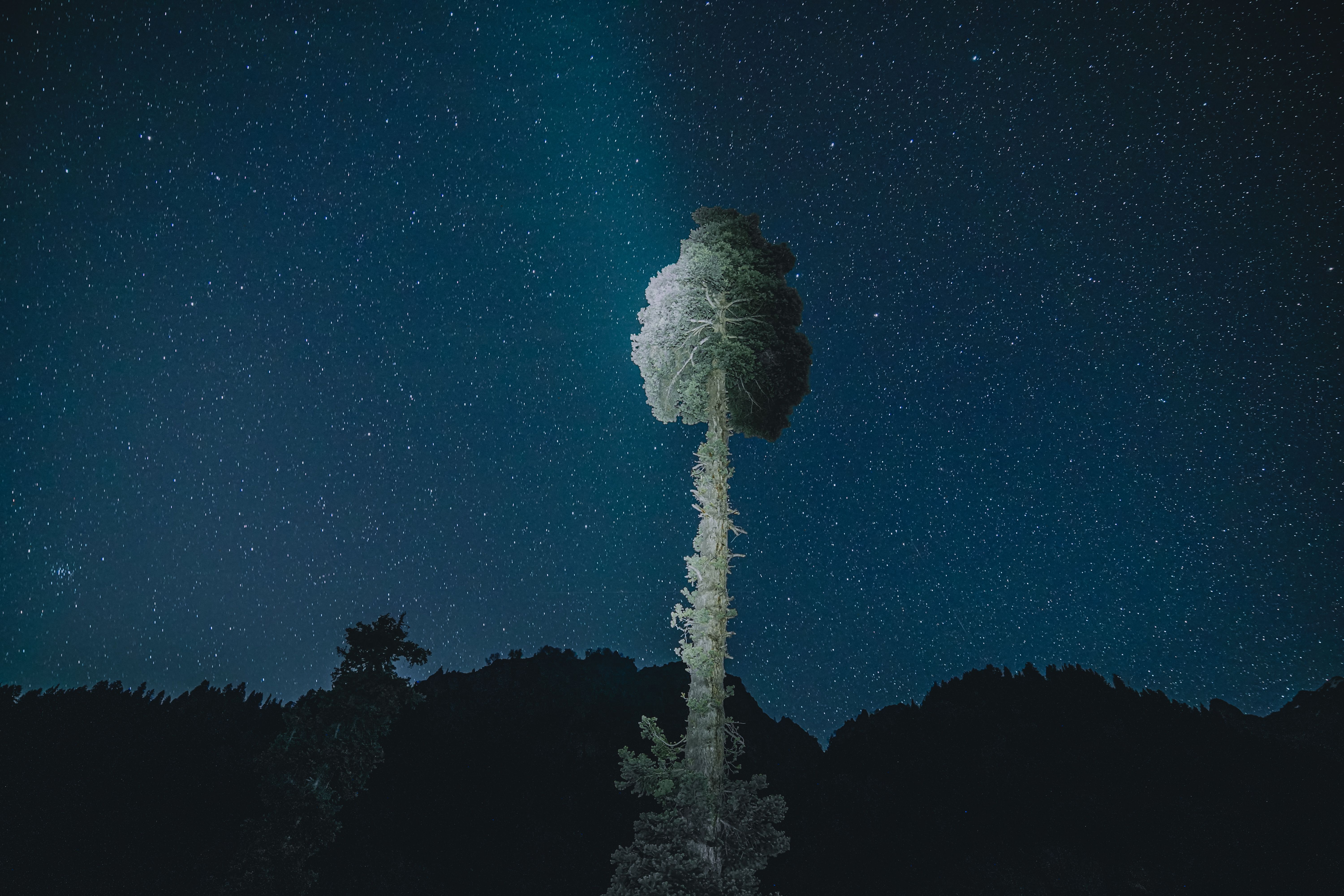 Trees Under a Starry Night Sky · Free Stock Photo