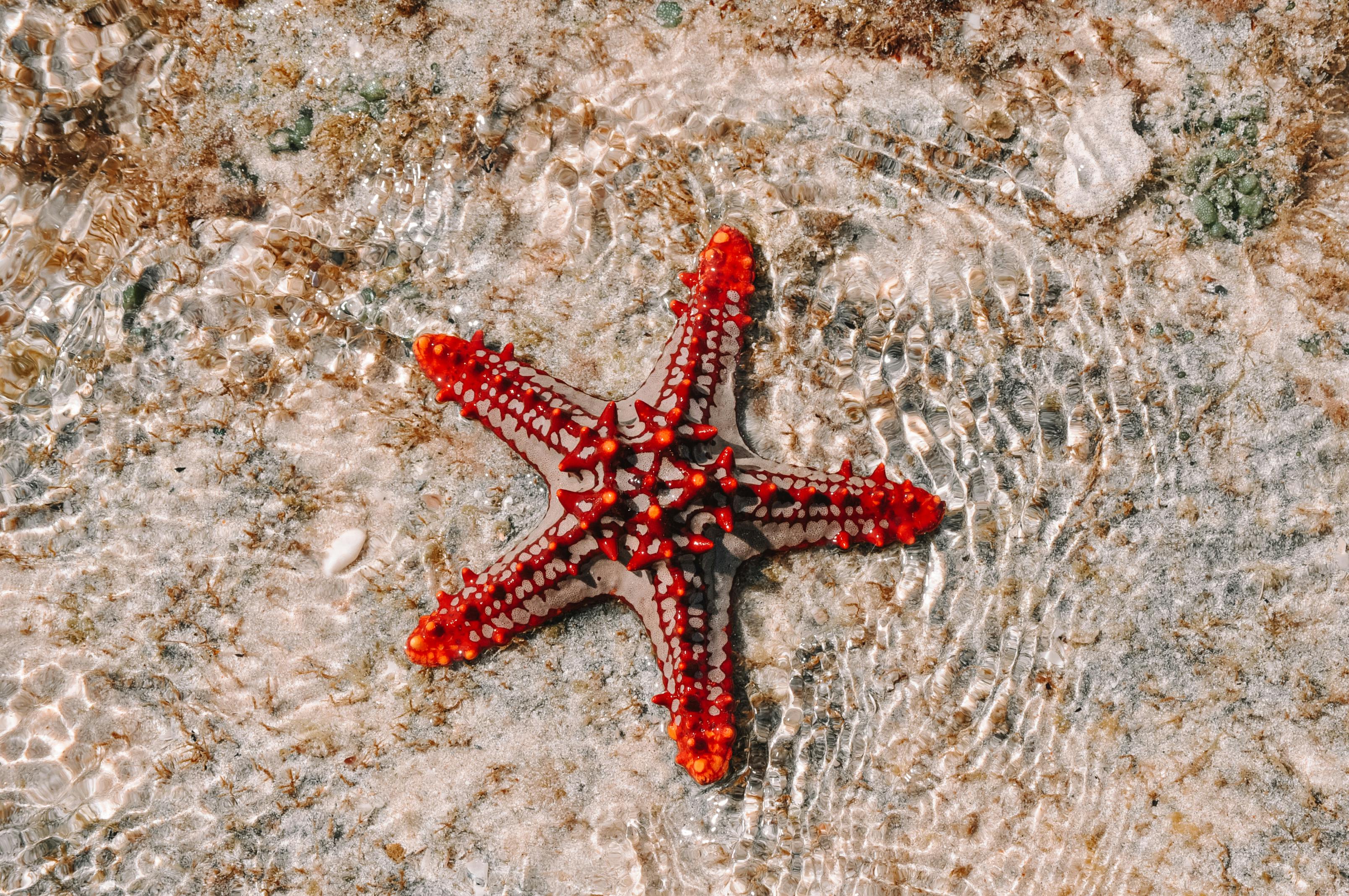 Brown Starfish on Beach Shore · Free Stock Photo