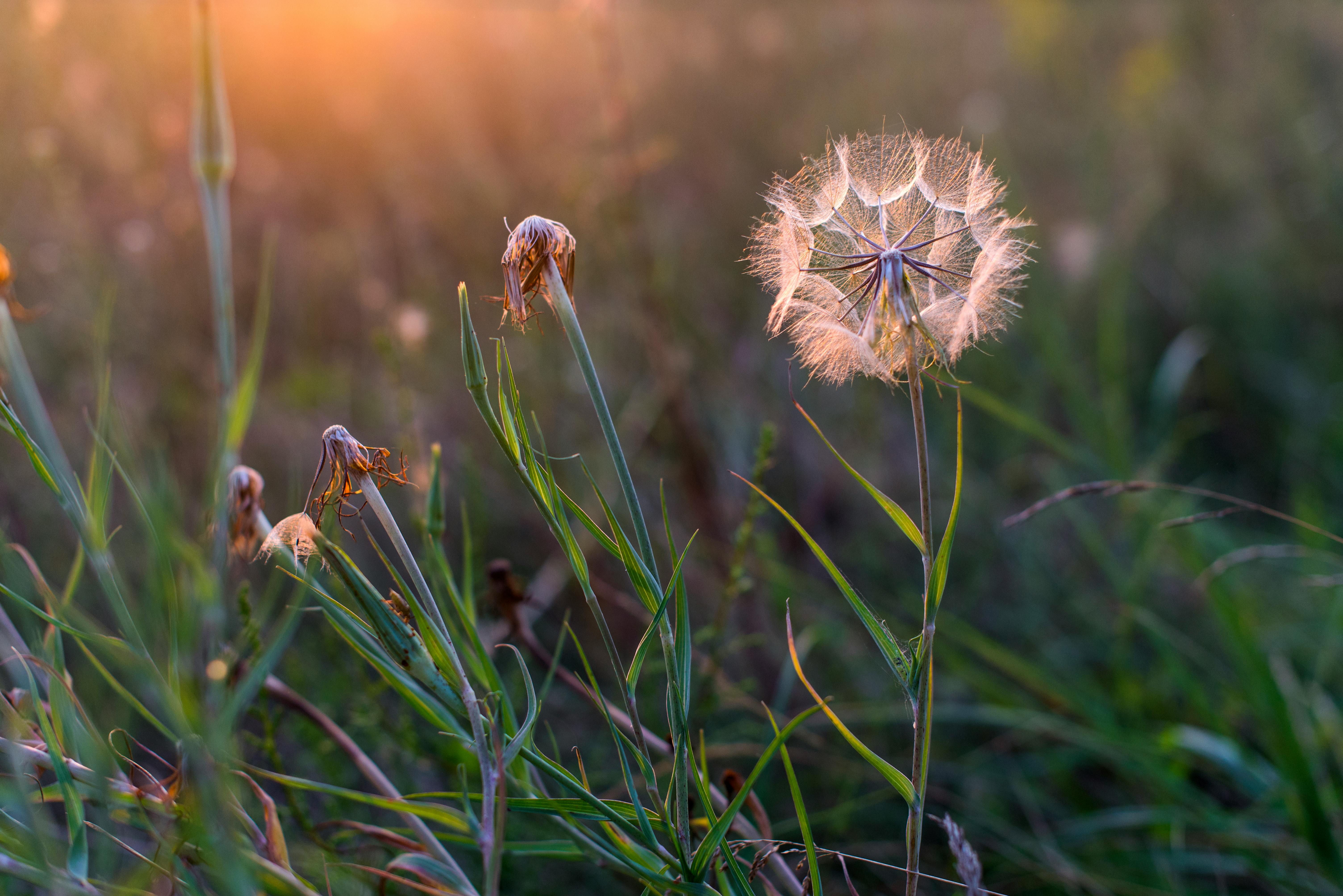 Close-up of Dandelions on a Field at Sunset · Free Stock Photo