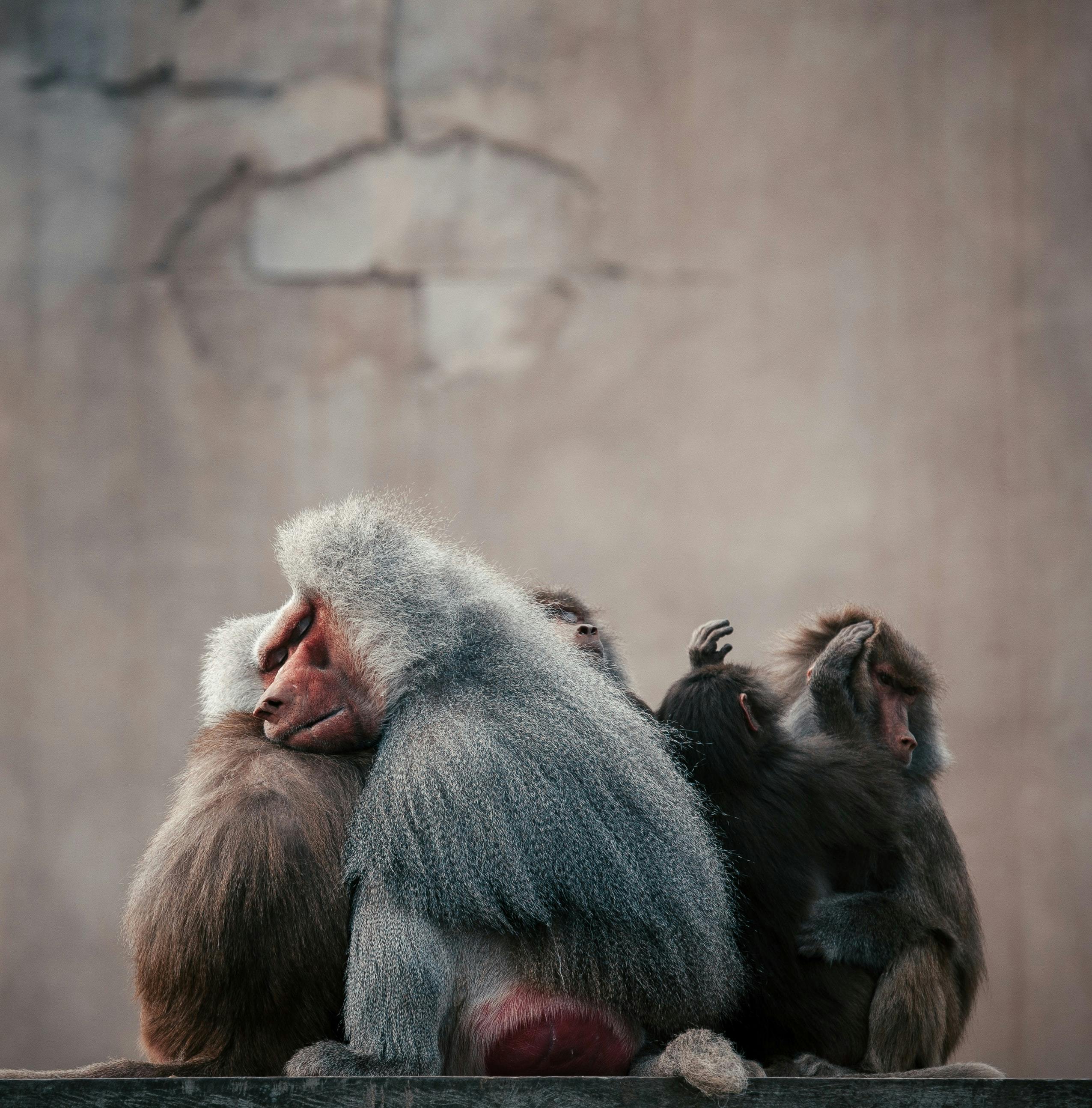 White Coated Baboon · Free Stock Photo
