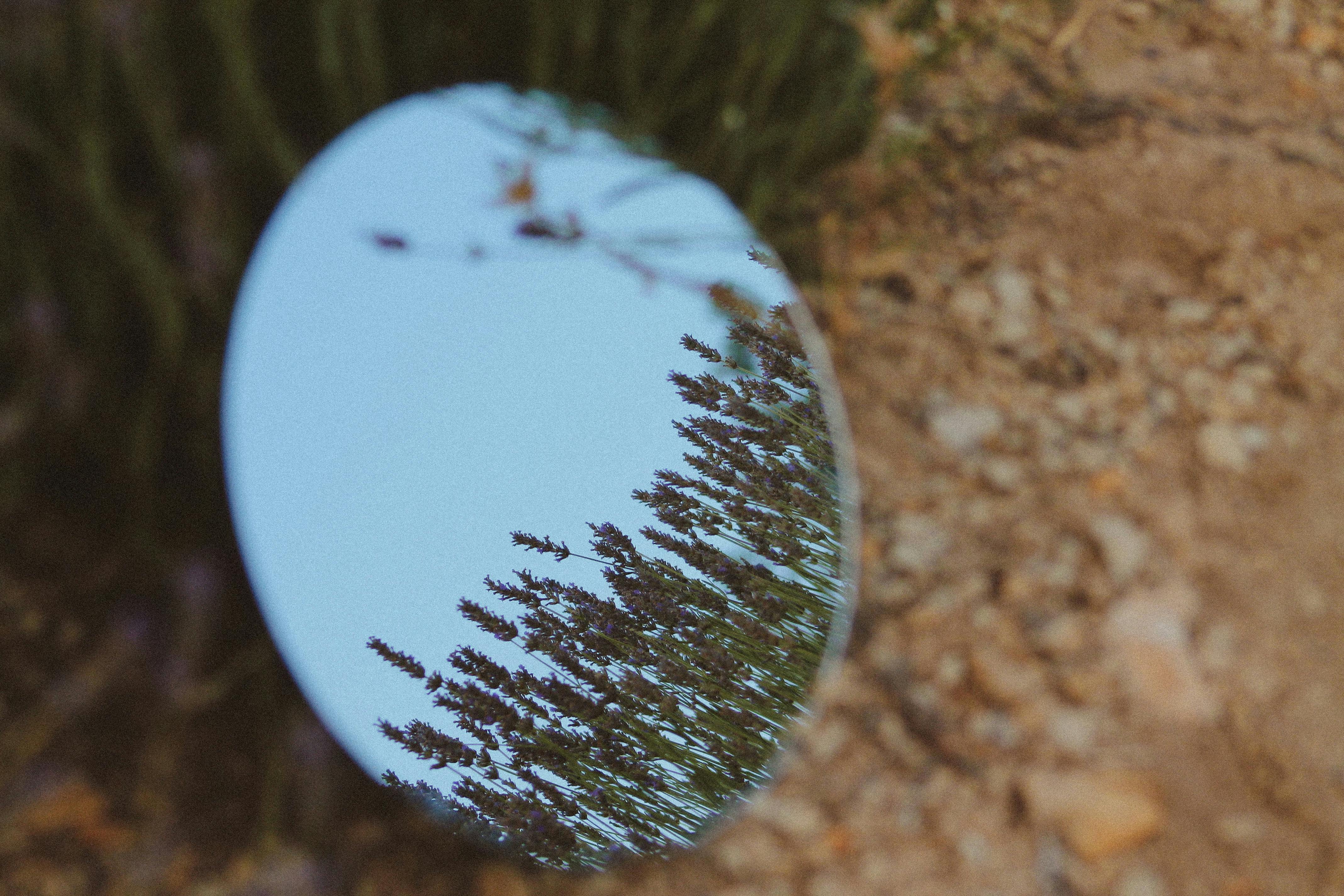 Green Trees in Mirror Reflection · Free Stock Photo
