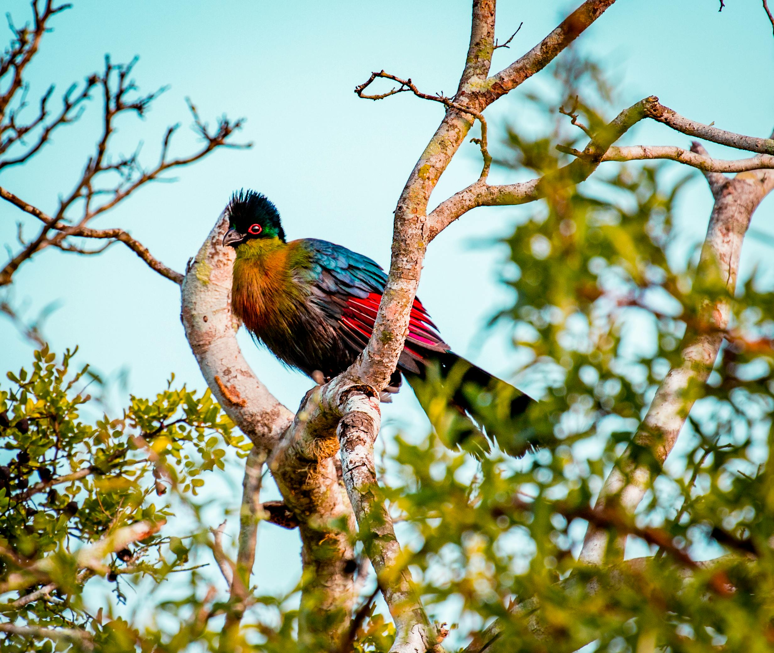 Colorful Bird on Tree Branch · Free Stock Photo