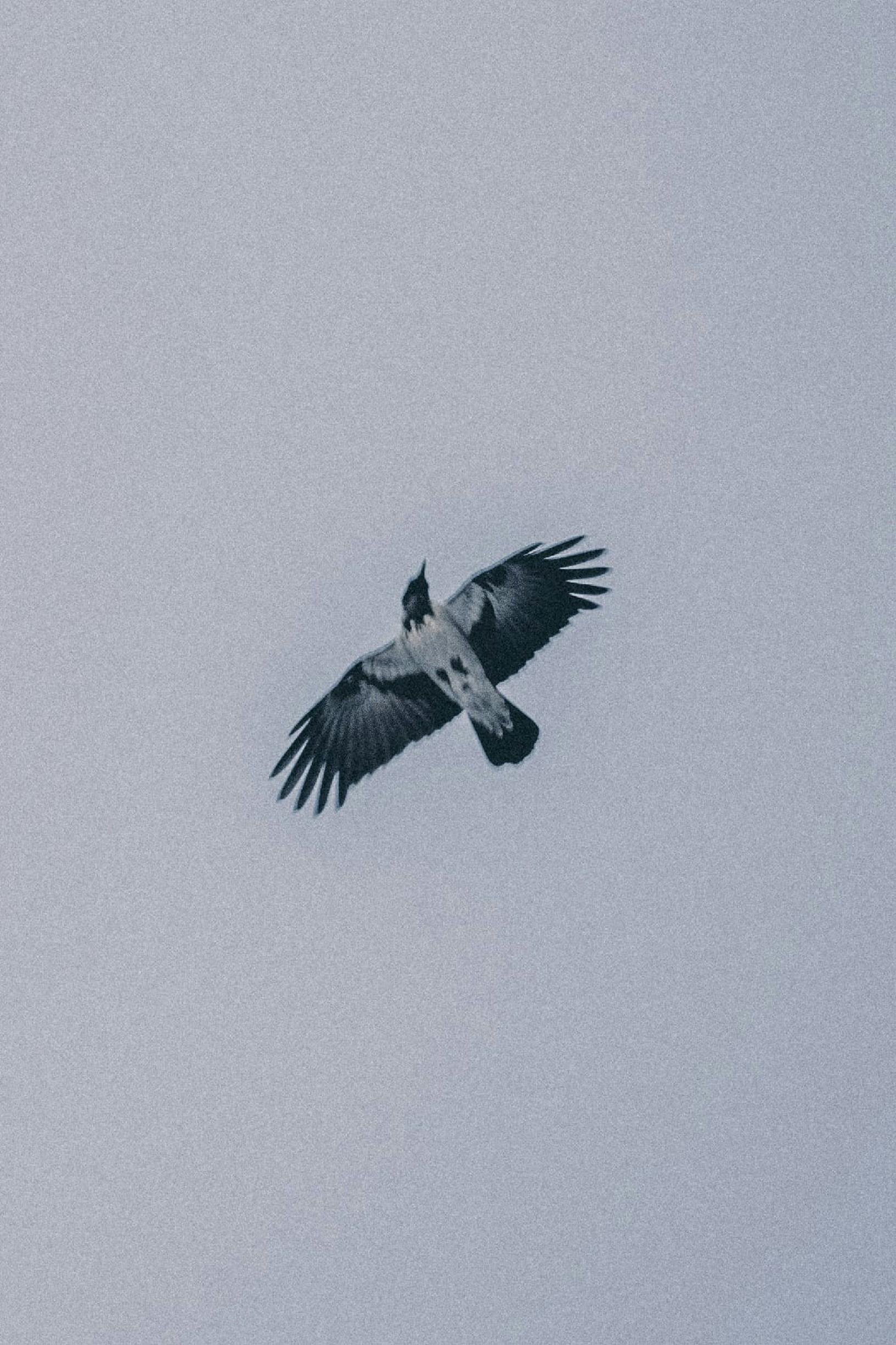 White and Grey Bird Flying during Day Time · Free Stock Photo