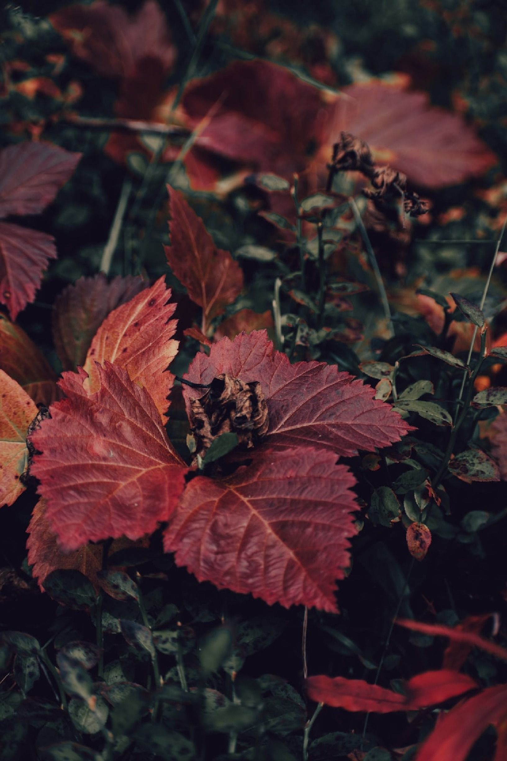Growth Themes Photos, Download The BEST Free Growth Themes Stock Photos ...