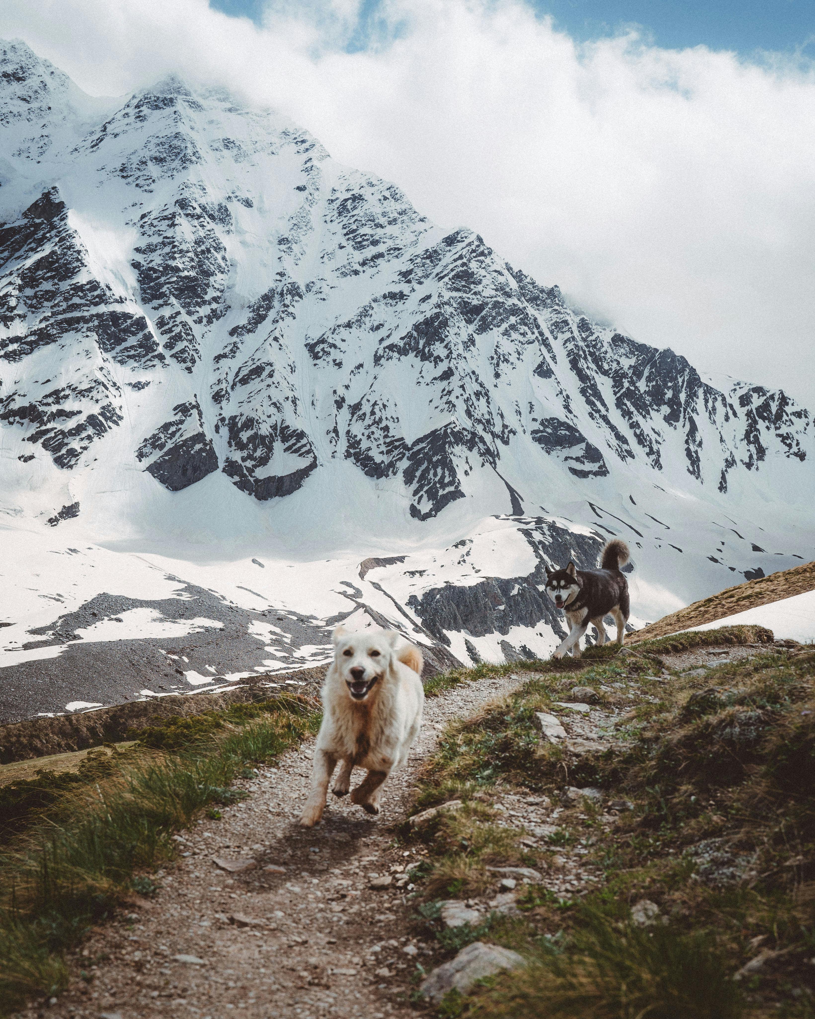 Dogs And Nature Photos, Download The BEST Free Dogs And Nature Stock ...