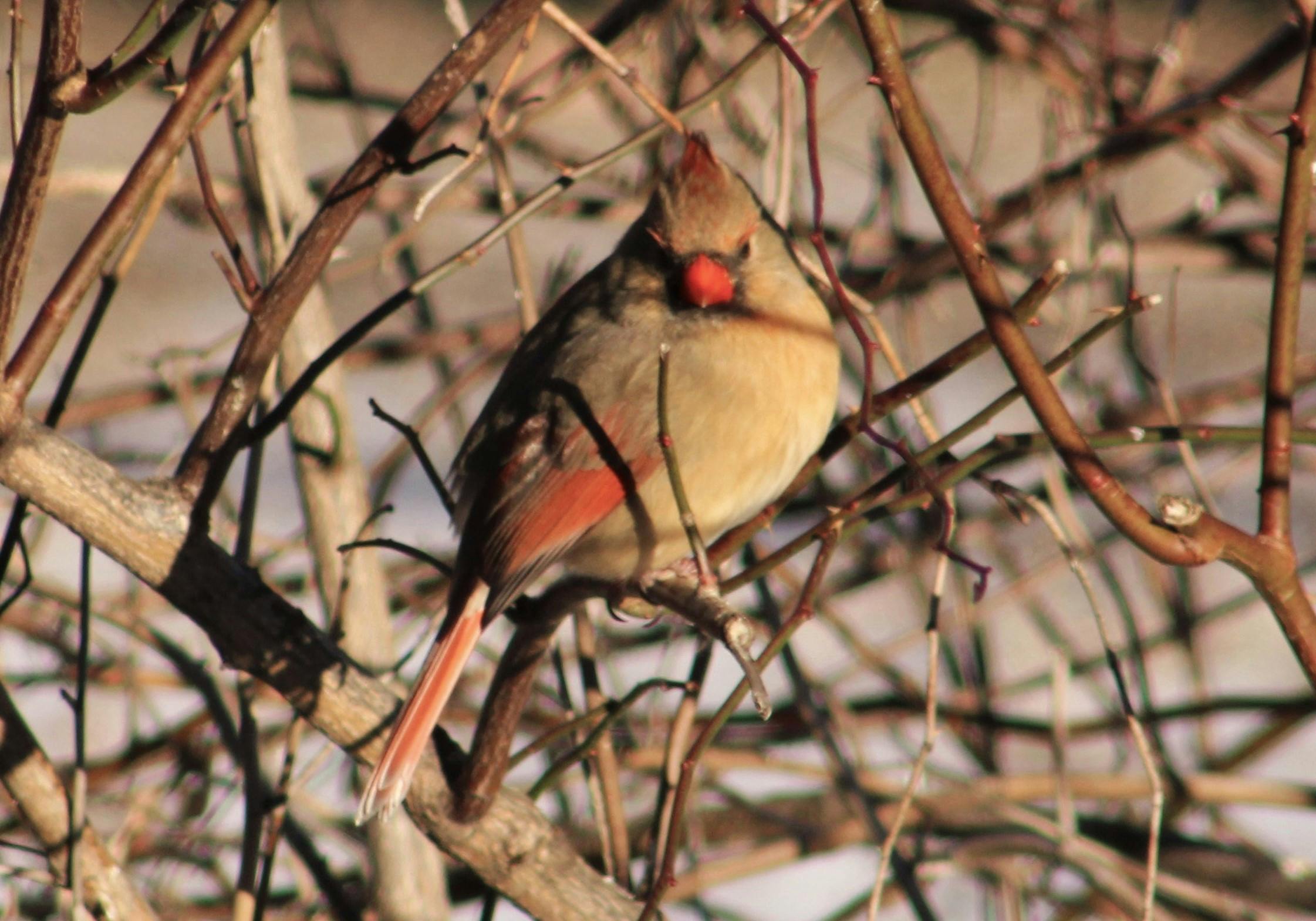 Free stock photo of birds, cardinal, Northern cardinal