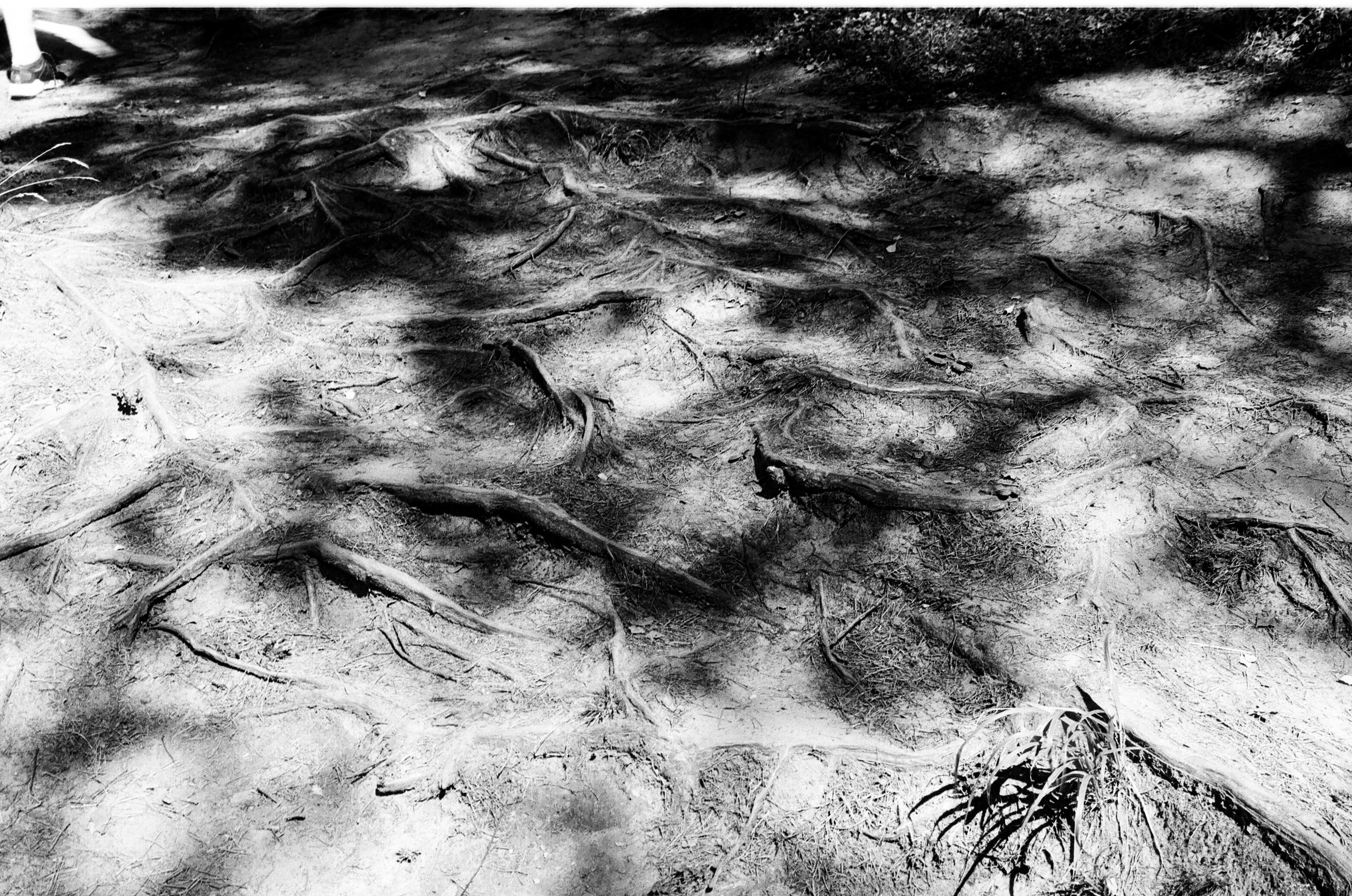 Tree Roots on the Ground · Free Stock Photo