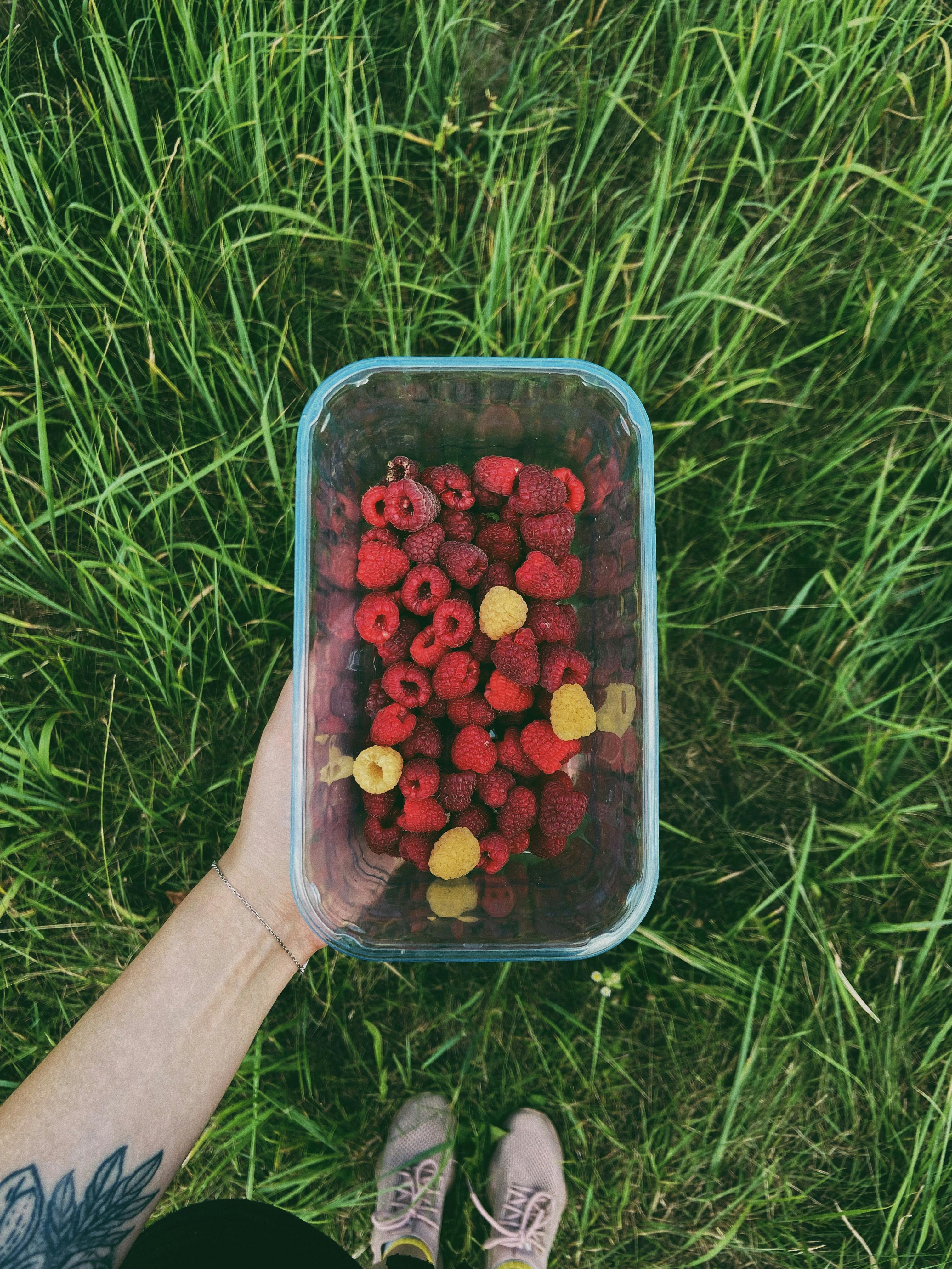 Hand Holding Raspberries · Free Stock Photo