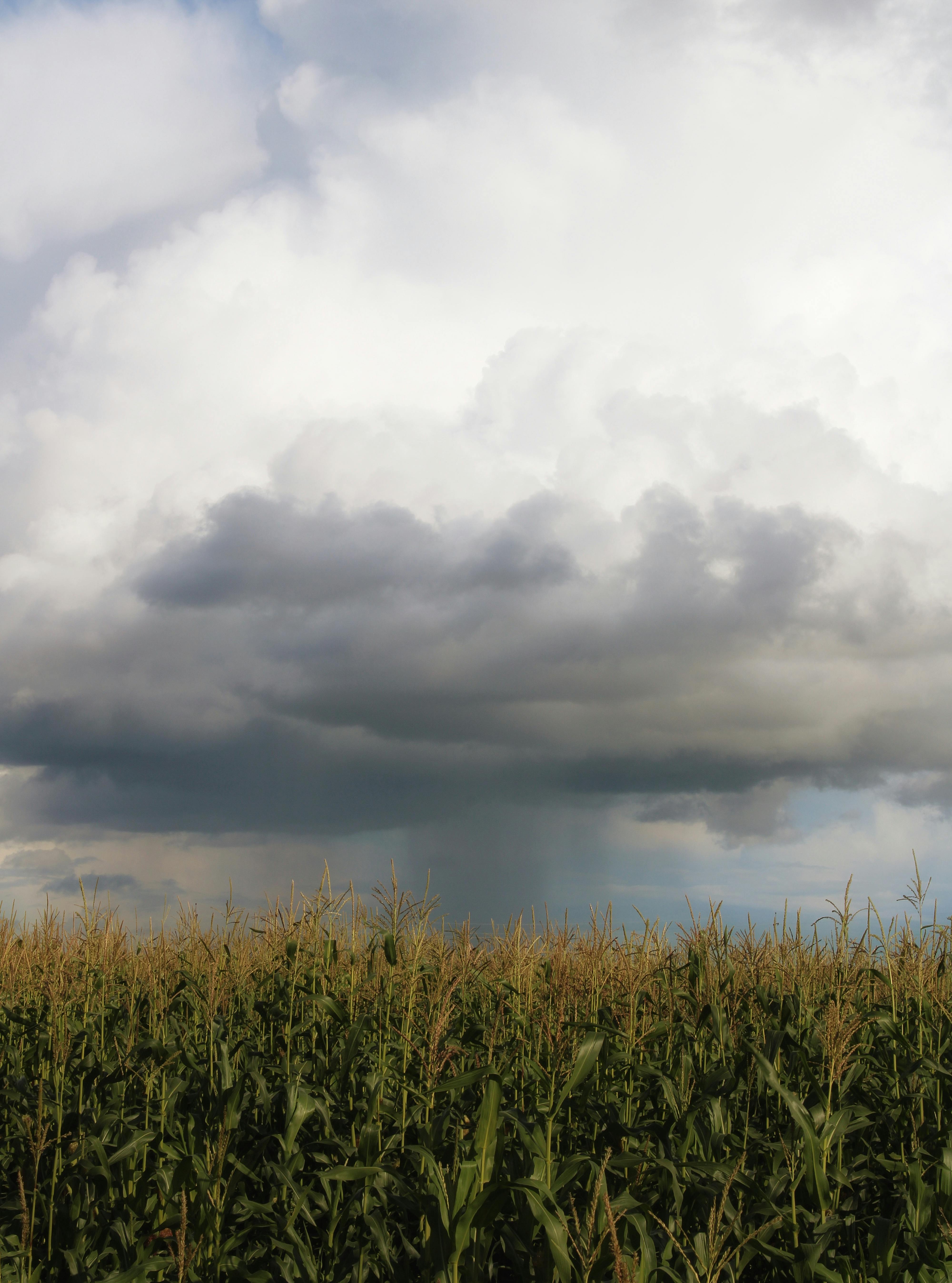 Corn Field under the Cloudy Sky · Free Stock Photo