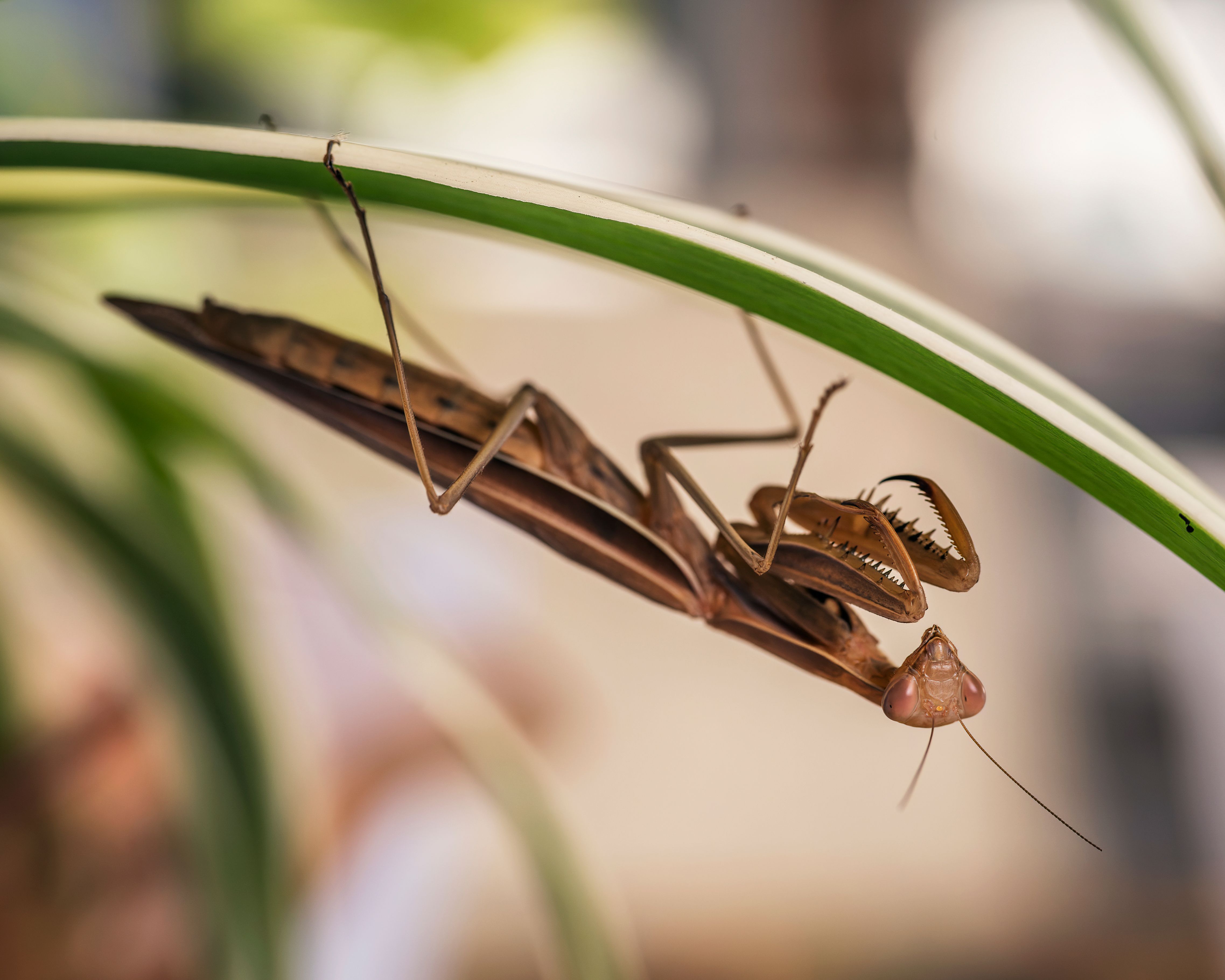2,960+ Best Free Praying mantis Stock Photos & Images · 100% Royalty ...