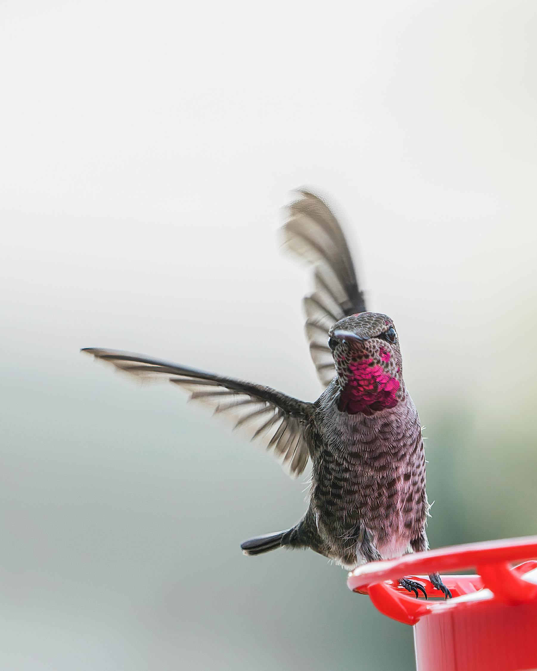 Close-Up Shot of a Hummingbird · Free Stock Photo