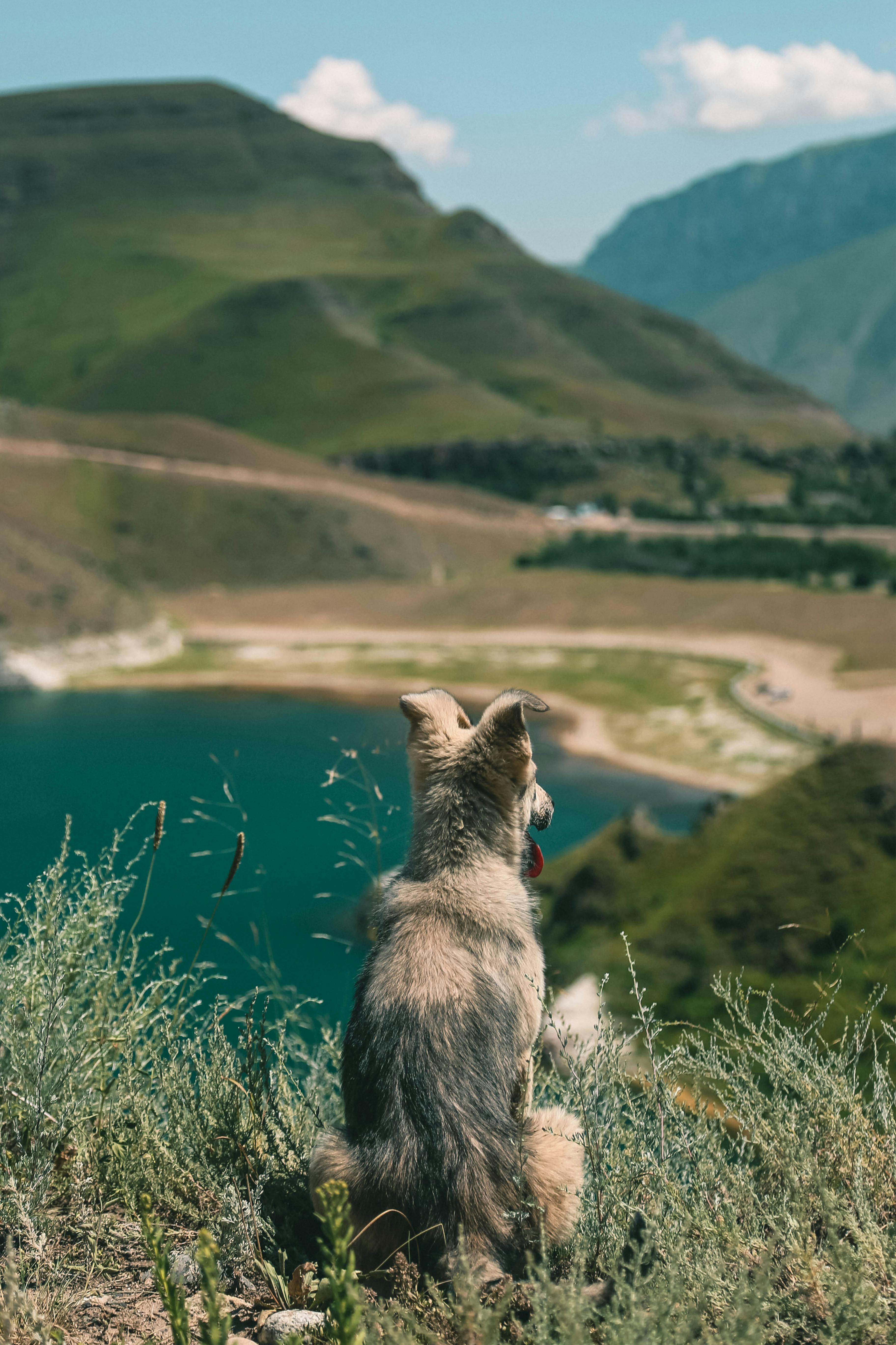 Dog Sitting Back View Photos, Download The BEST Free Dog Sitting Back ...