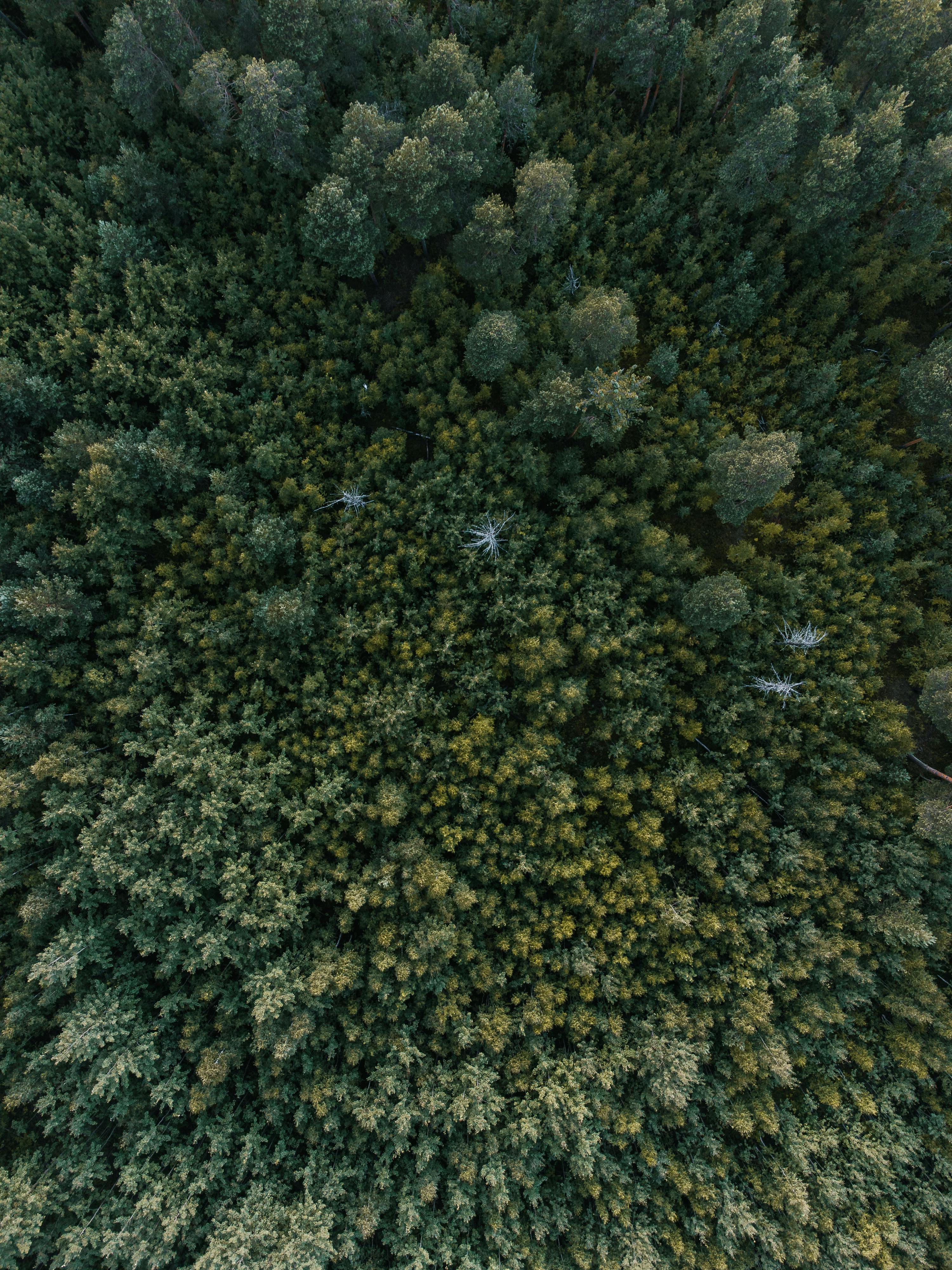 An Aerial Photography of Green Trees in the Forest · Free Stock Photo
