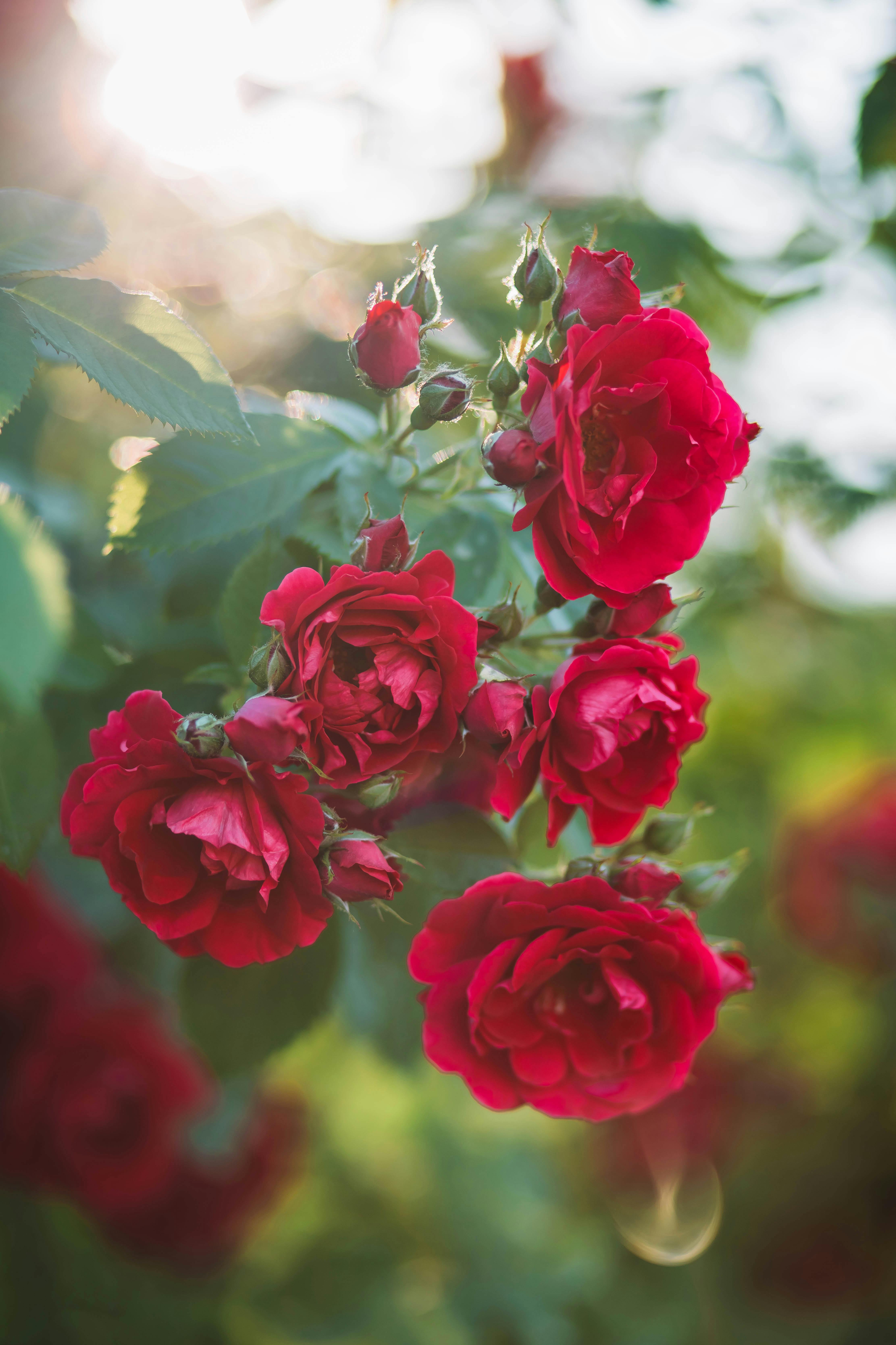 A Person Holding Red Roses · Free Stock Photo