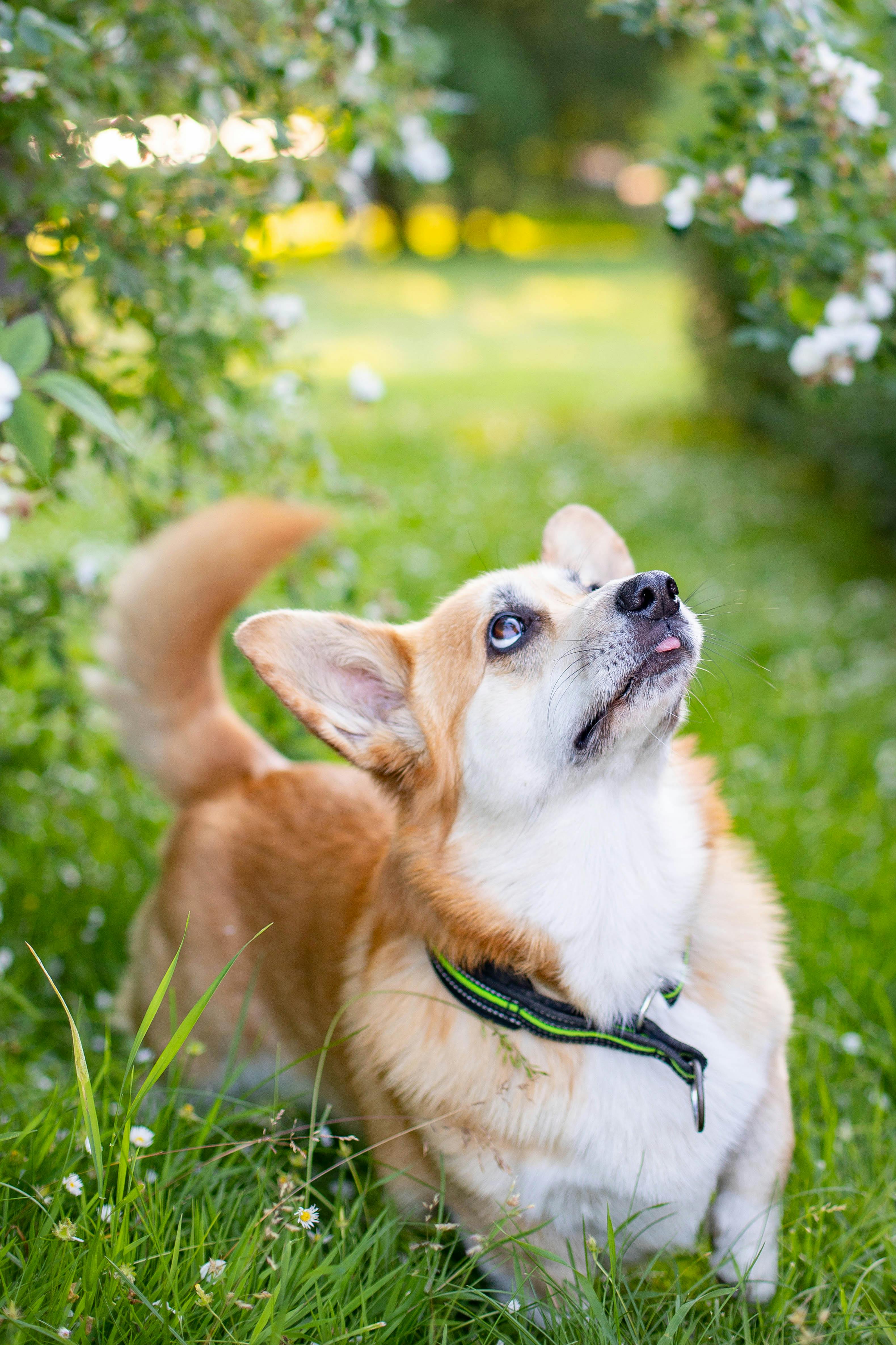372+ Best Free Corgi Stock Photos & Images · 100% Royalty-Free HD Downloads