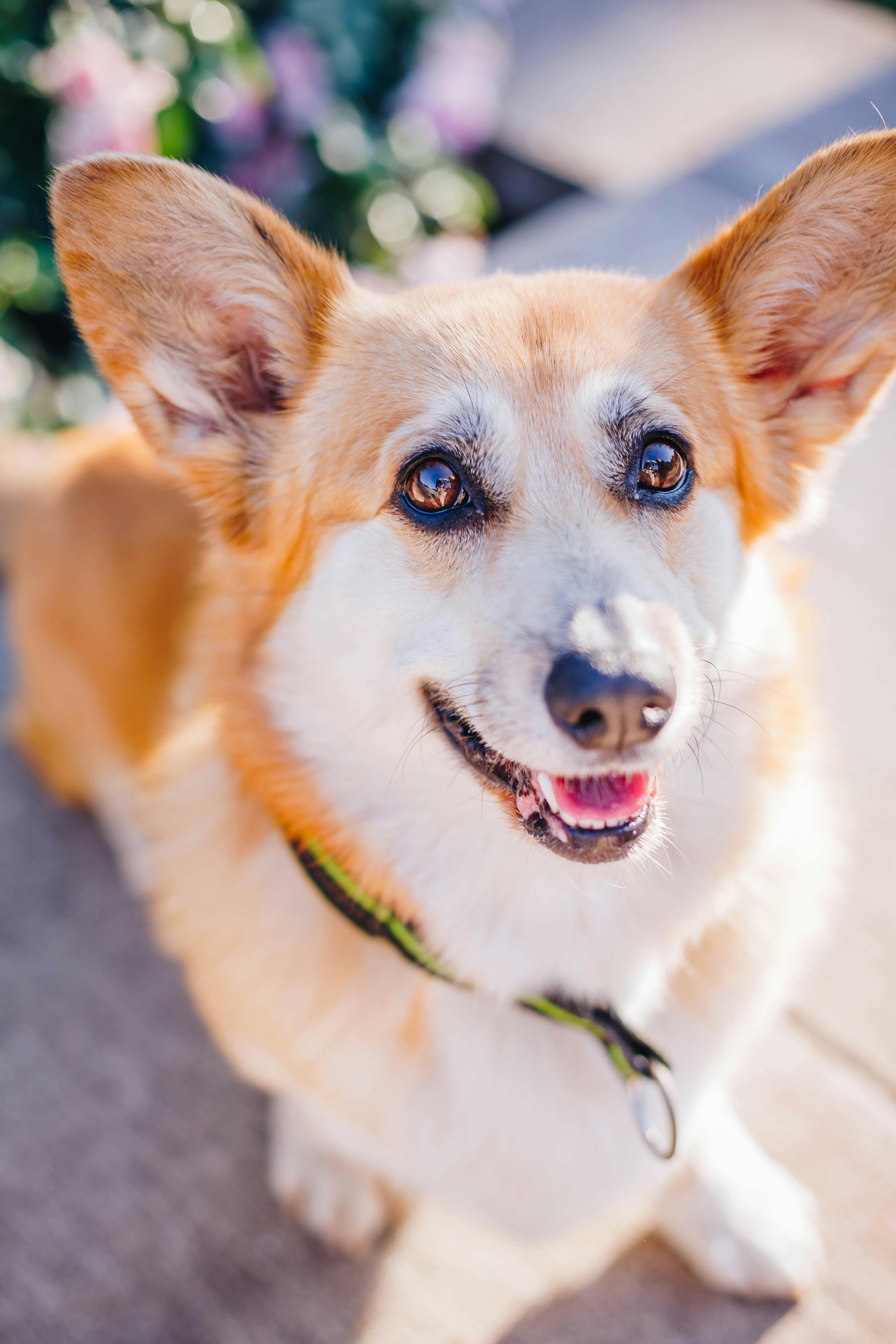 A Cute Dog Standing on a Green Grass Field · Free Stock Photo