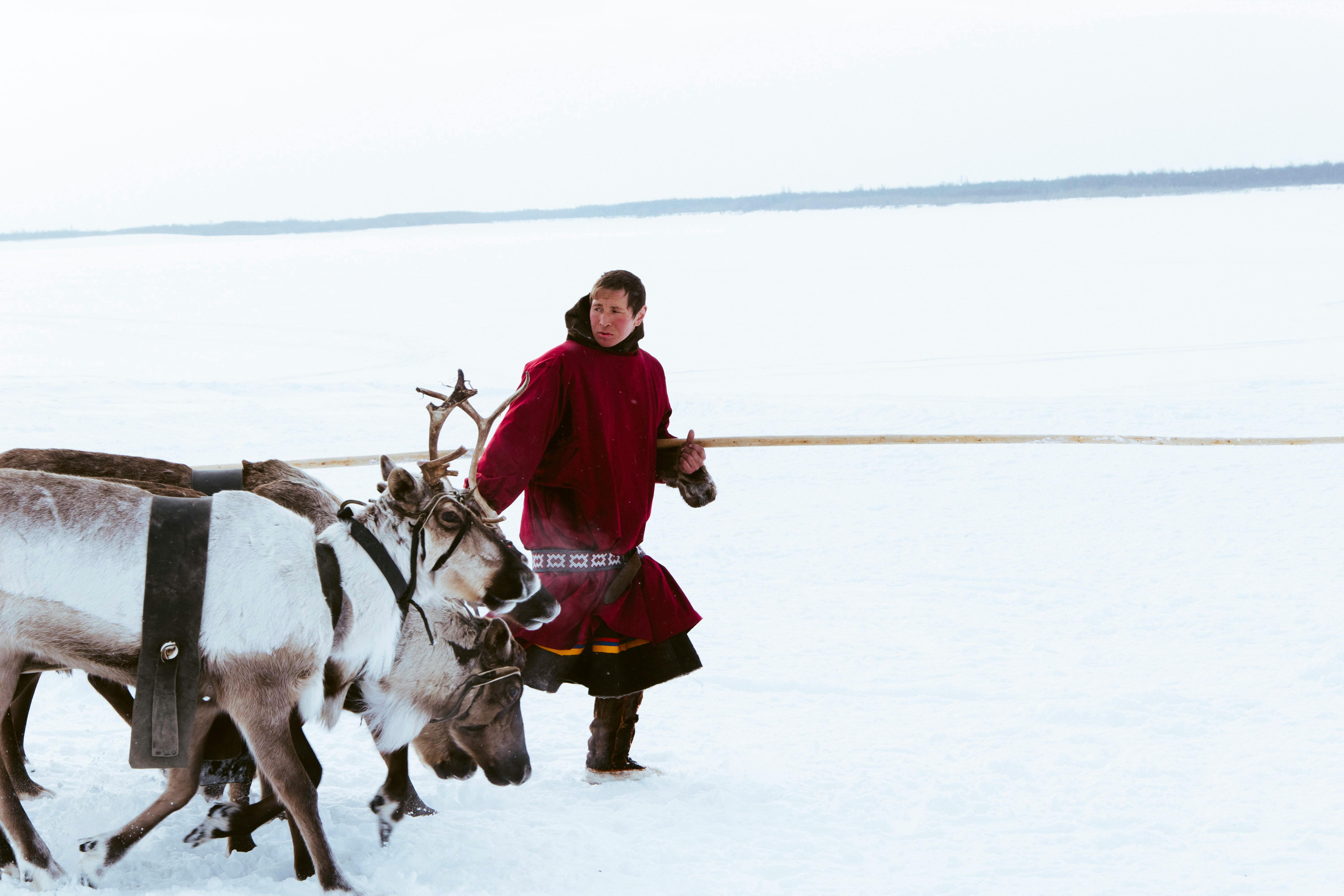 Indigenous People In Finland Photos, Download The BEST Free Indigenous ...