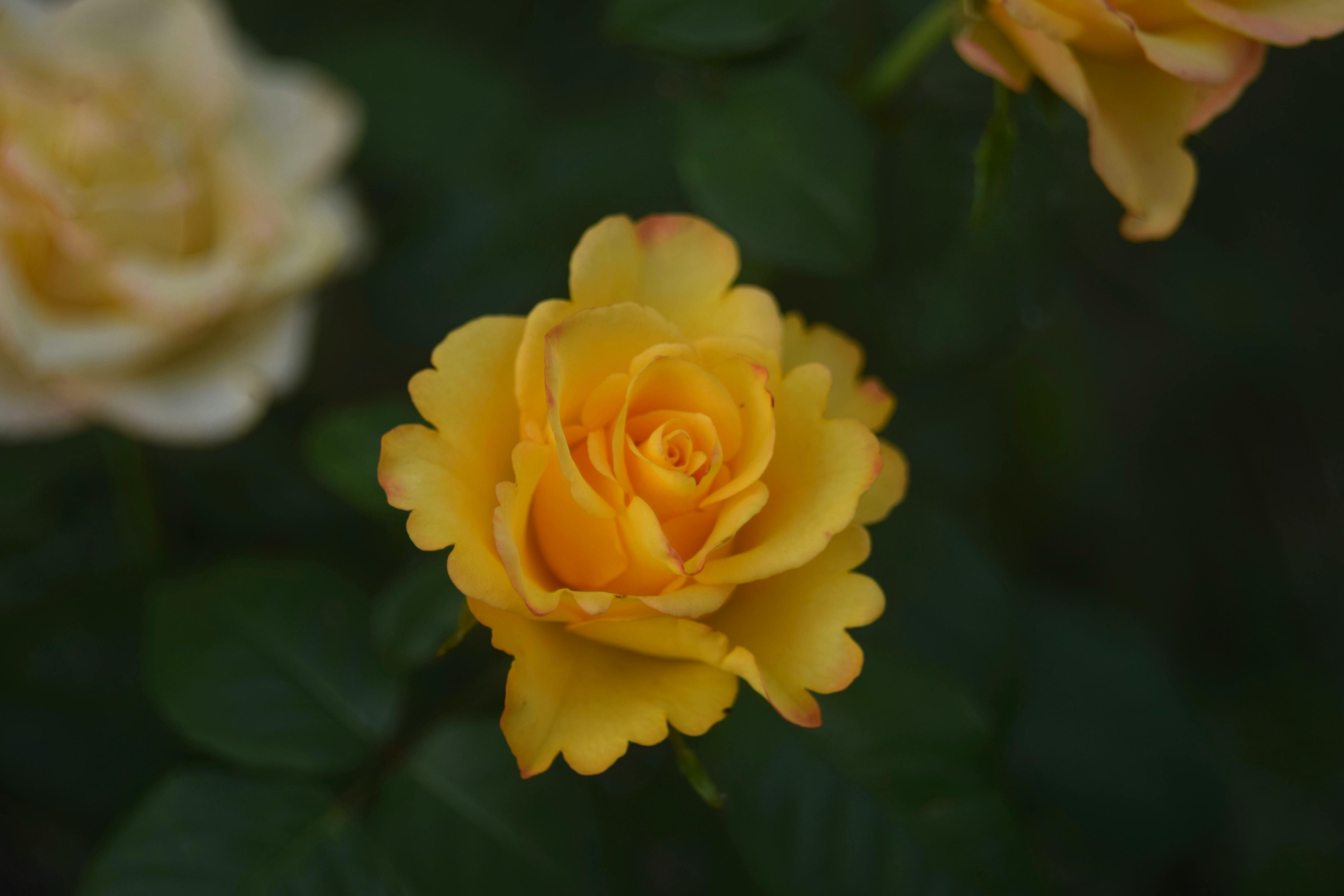 Sunsprite Photos, Download The BEST Free Sunsprite Stock Photos & HD Images