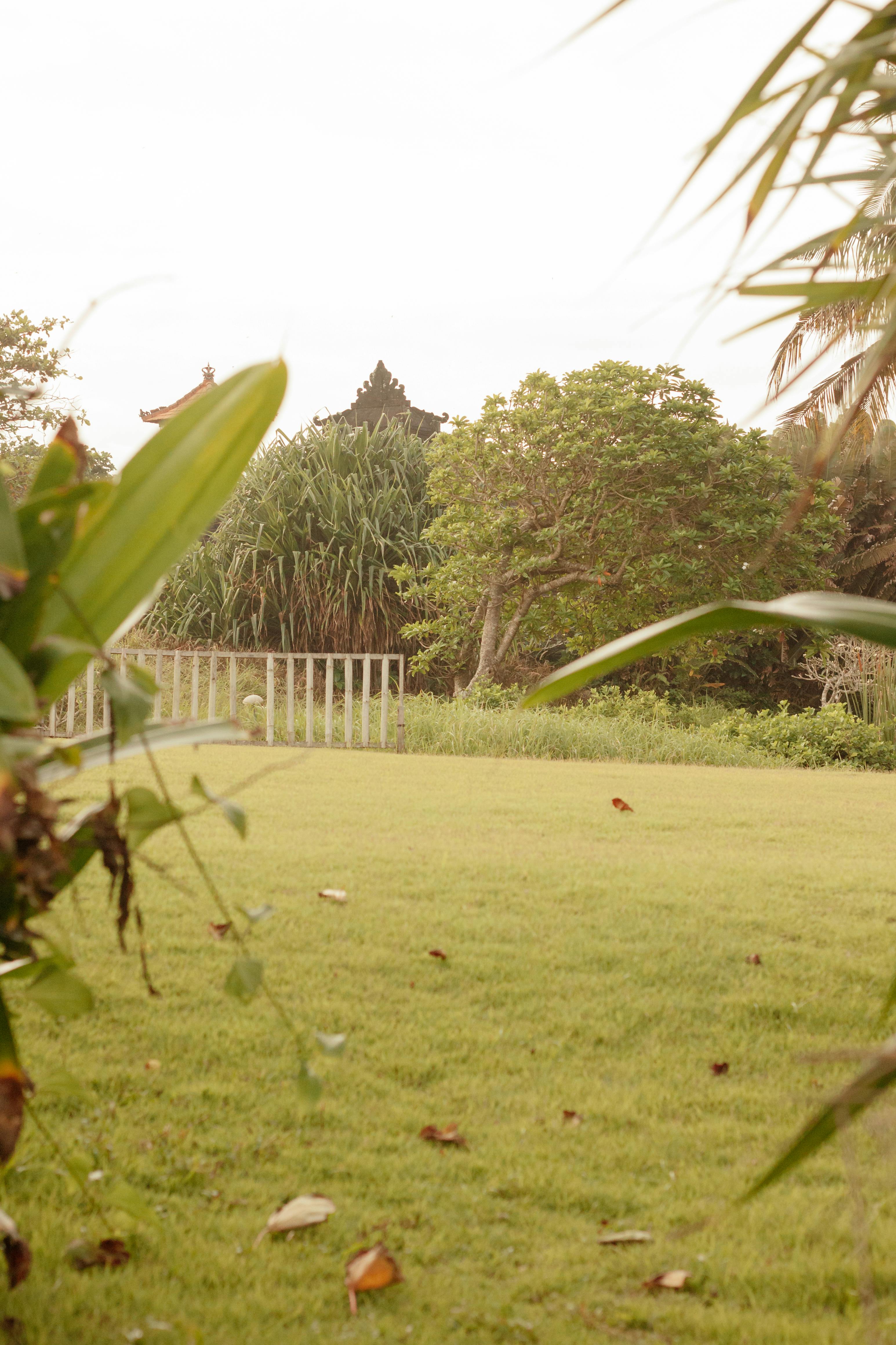 Green Lawn · Free Stock Photo