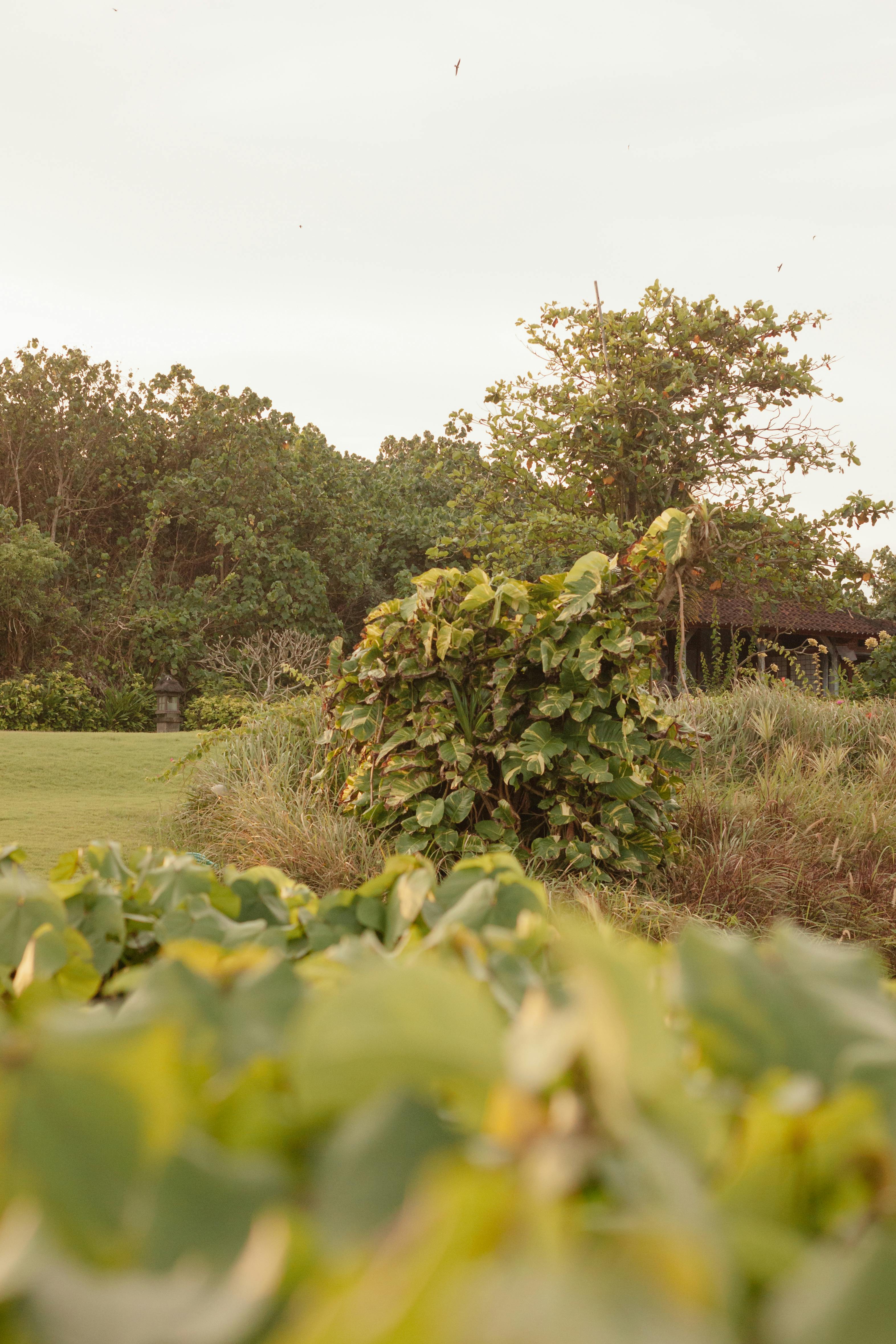 Wild Plants and Trees on the Garden · Free Stock Photo