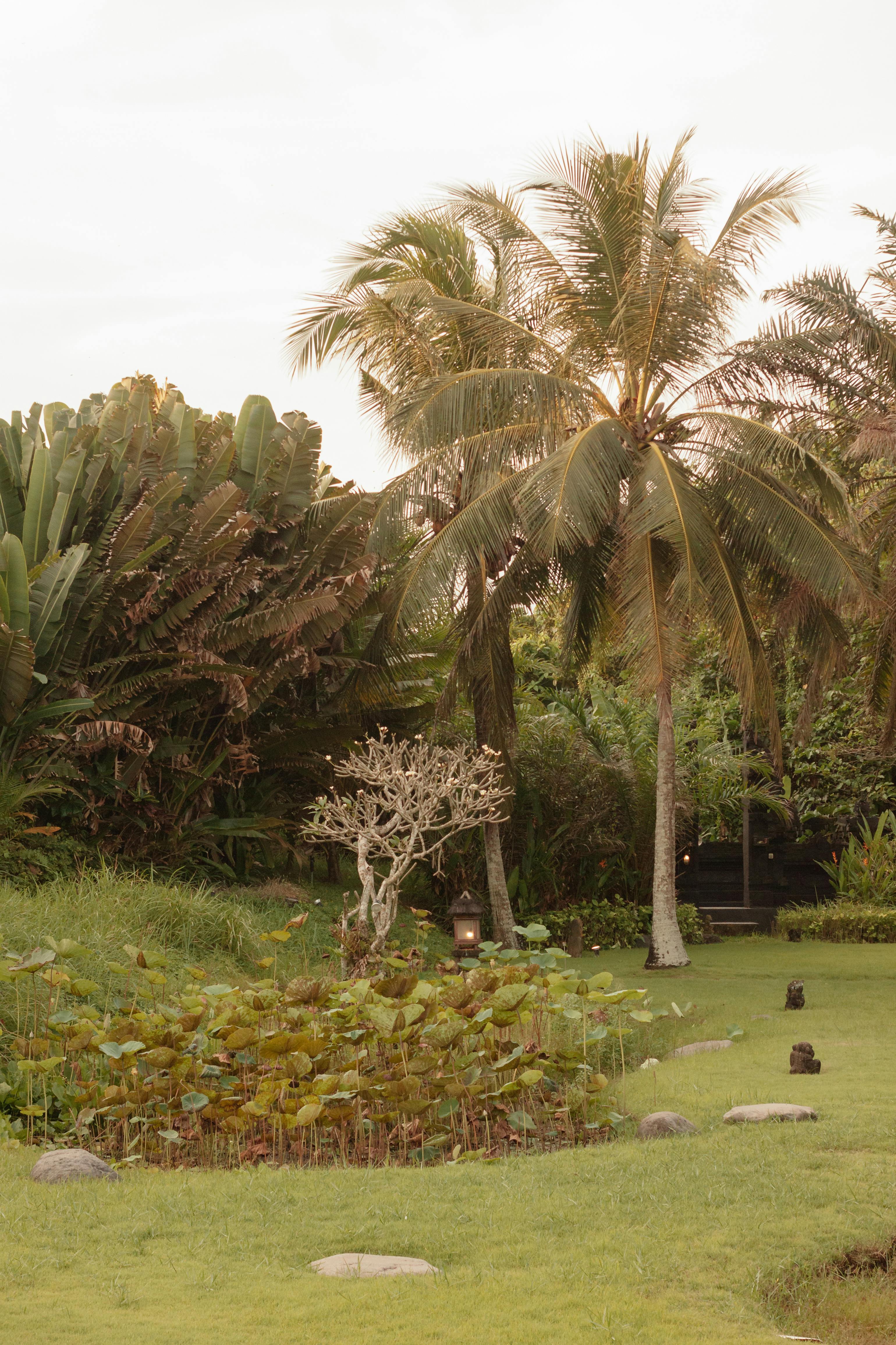 Tall Coconut Trees on the Garden · Free Stock Photo