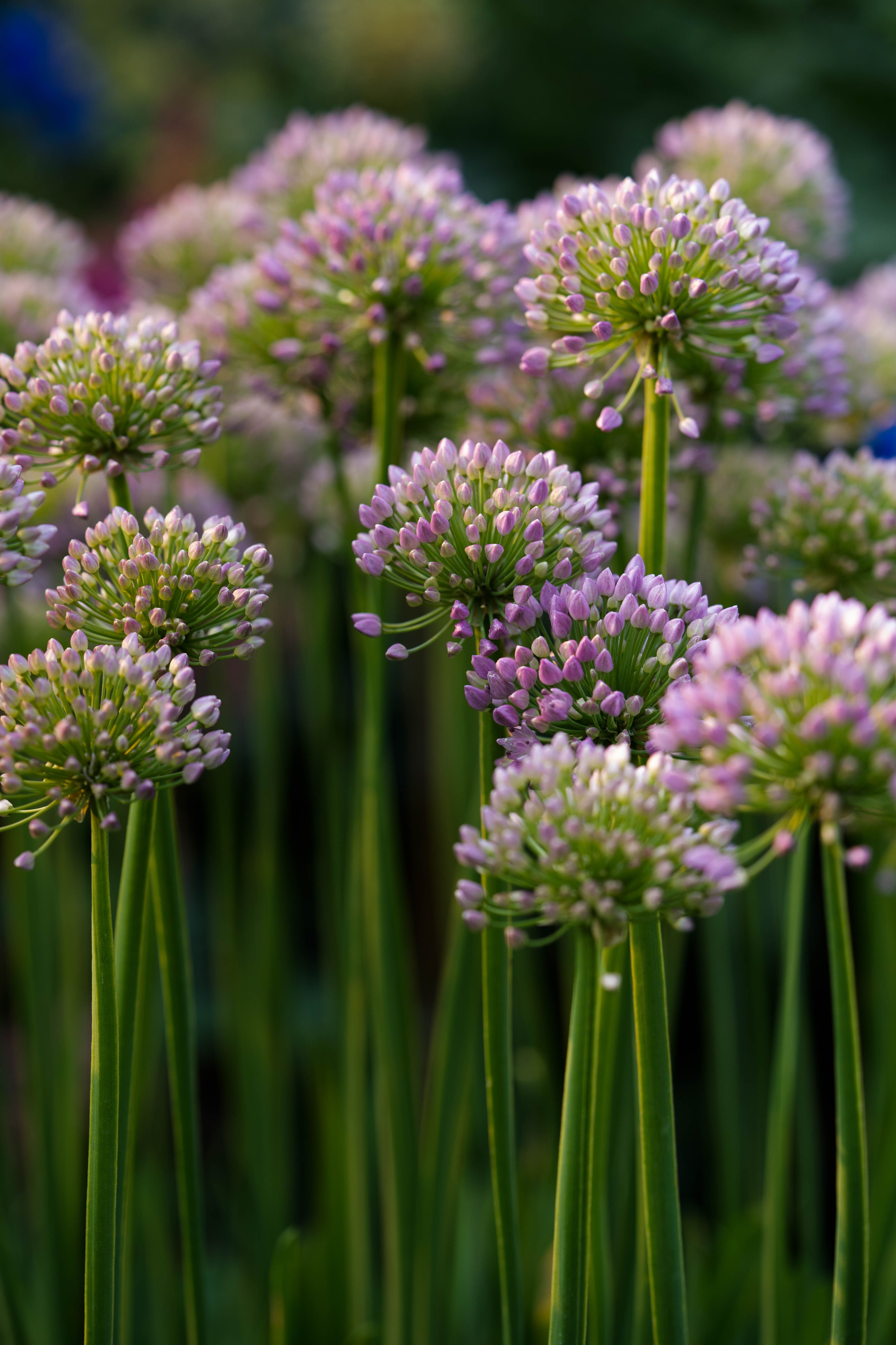 Close-Up Shot of Onion Flowers in Bloom · Free Stock Photo