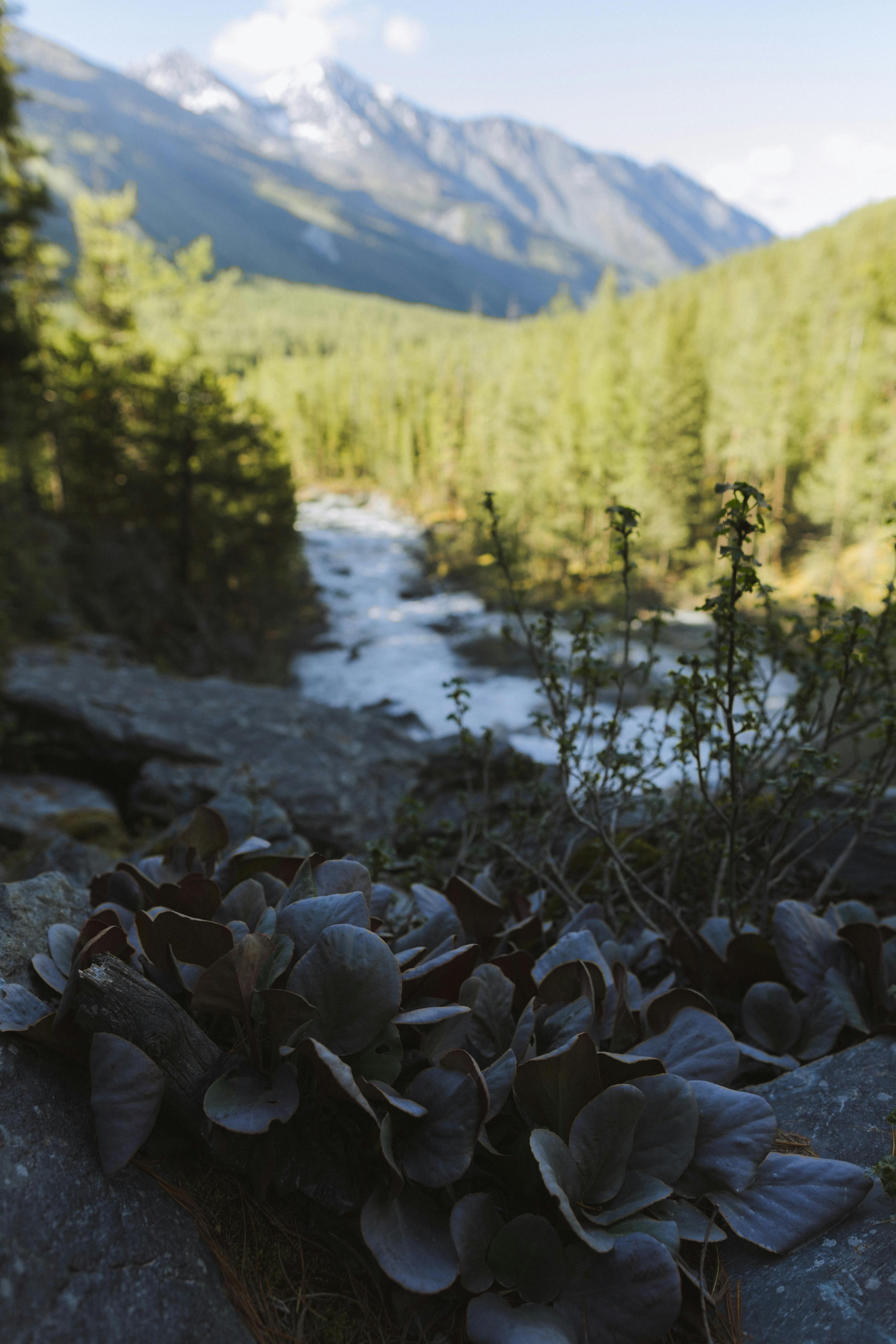 Plants on Rocks Near River · Free Stock Photo