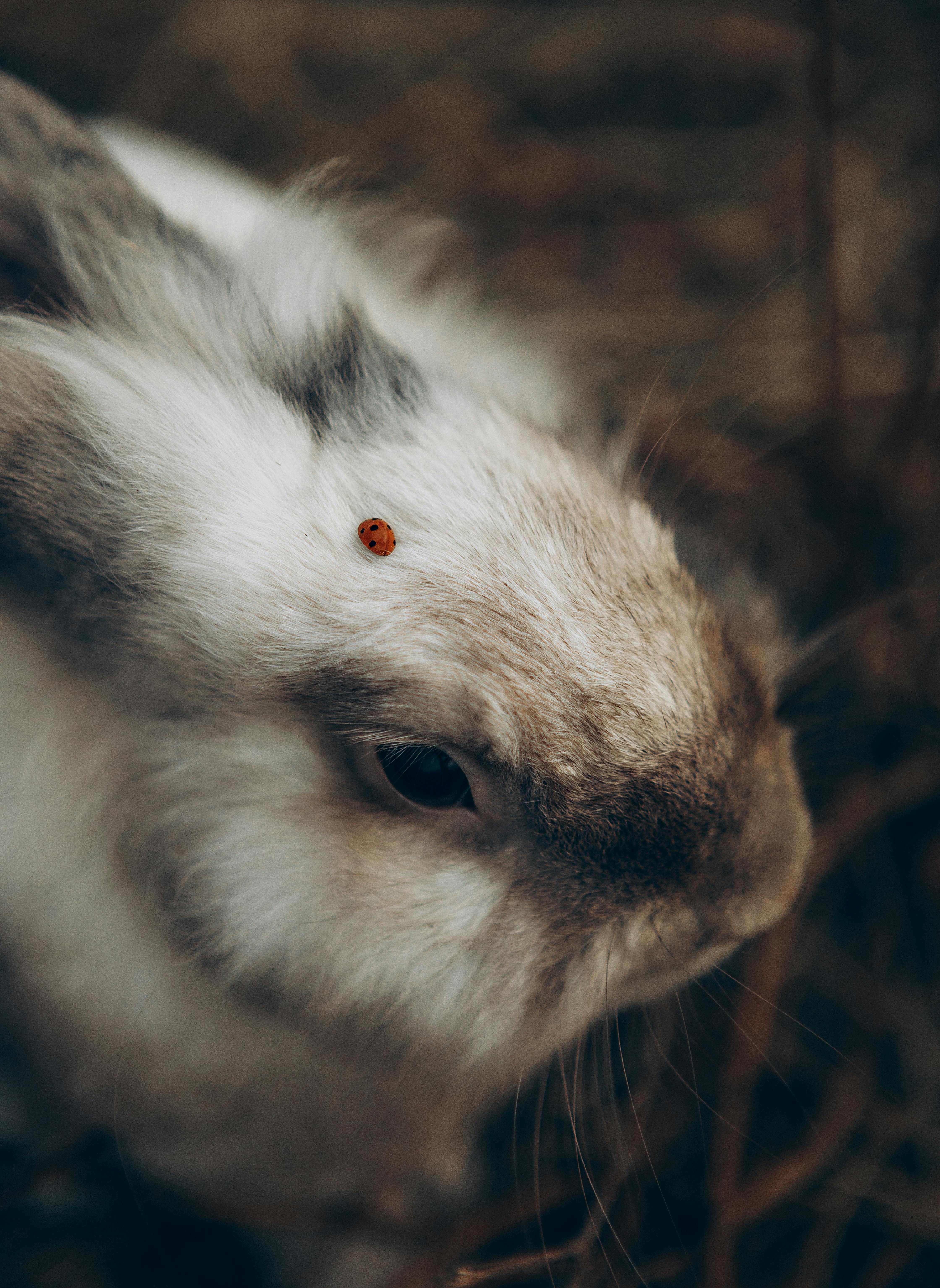 Close-up of Rabbit on Field · Free Stock Photo