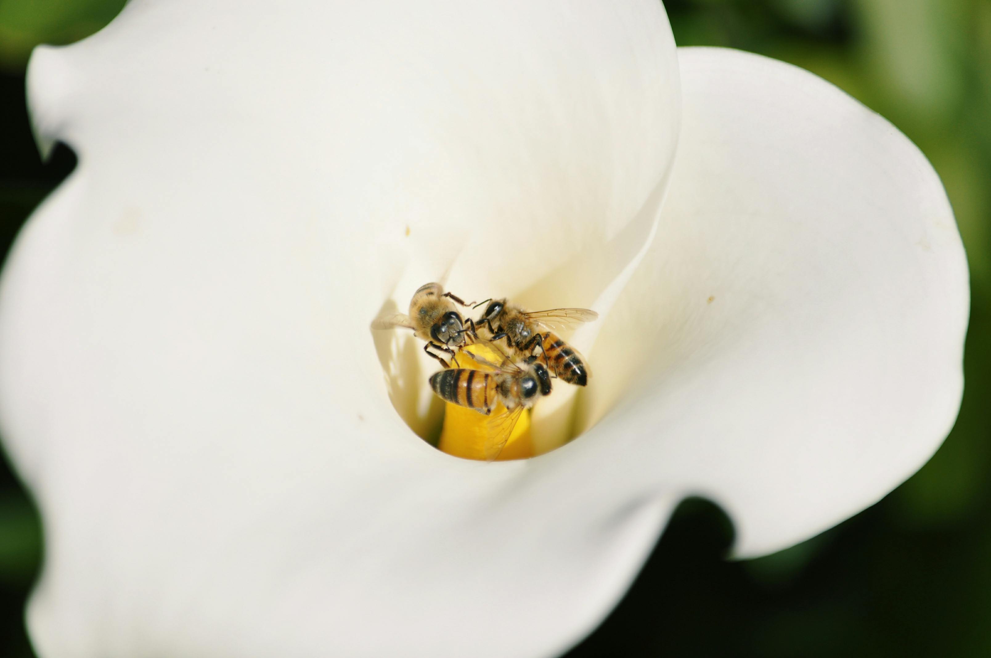 Bees On Flower Images Photos, Download The BEST Free Bees On Flower ...