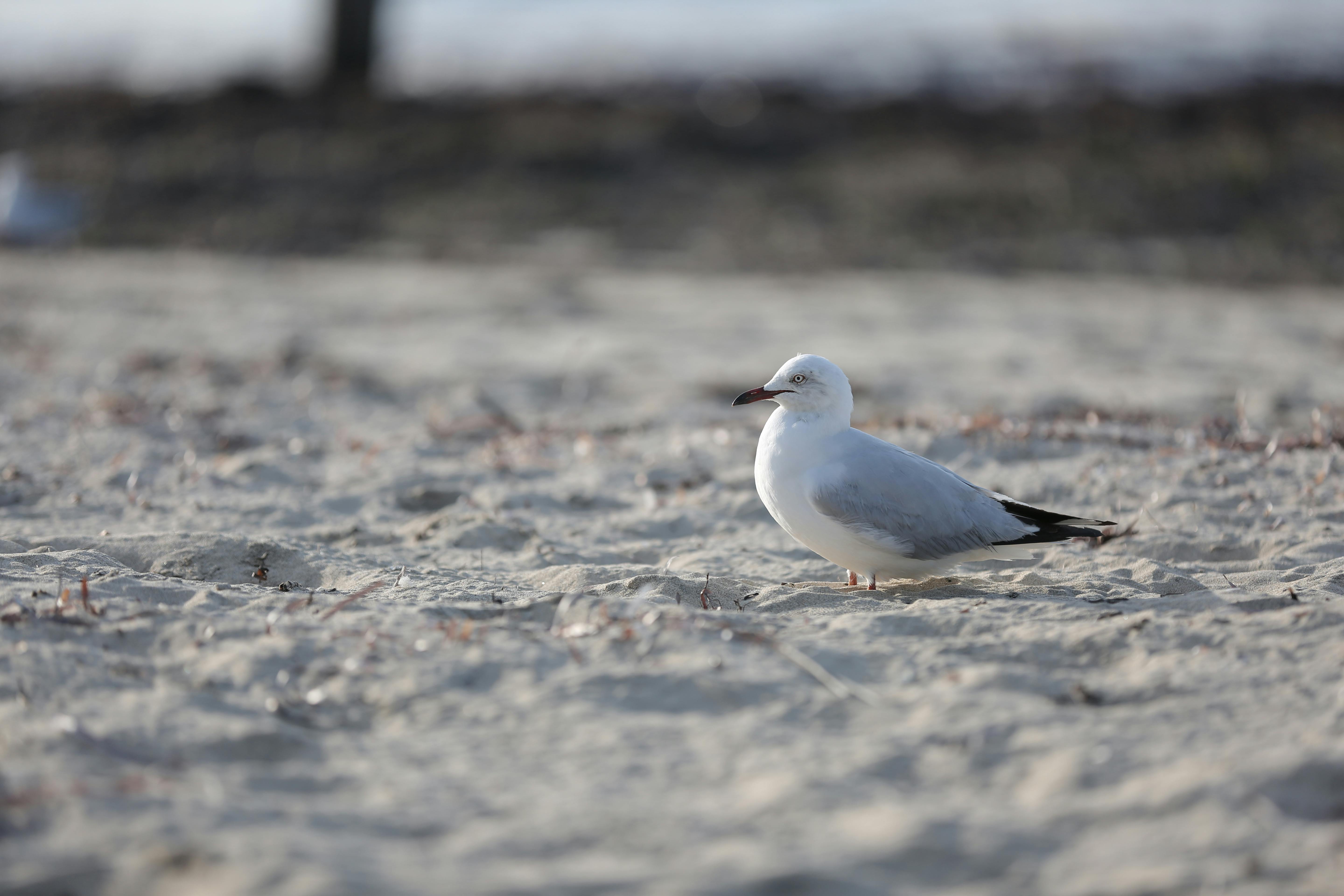 Back View Photo of Isolated Bird in Black Background · Free Stock Photo