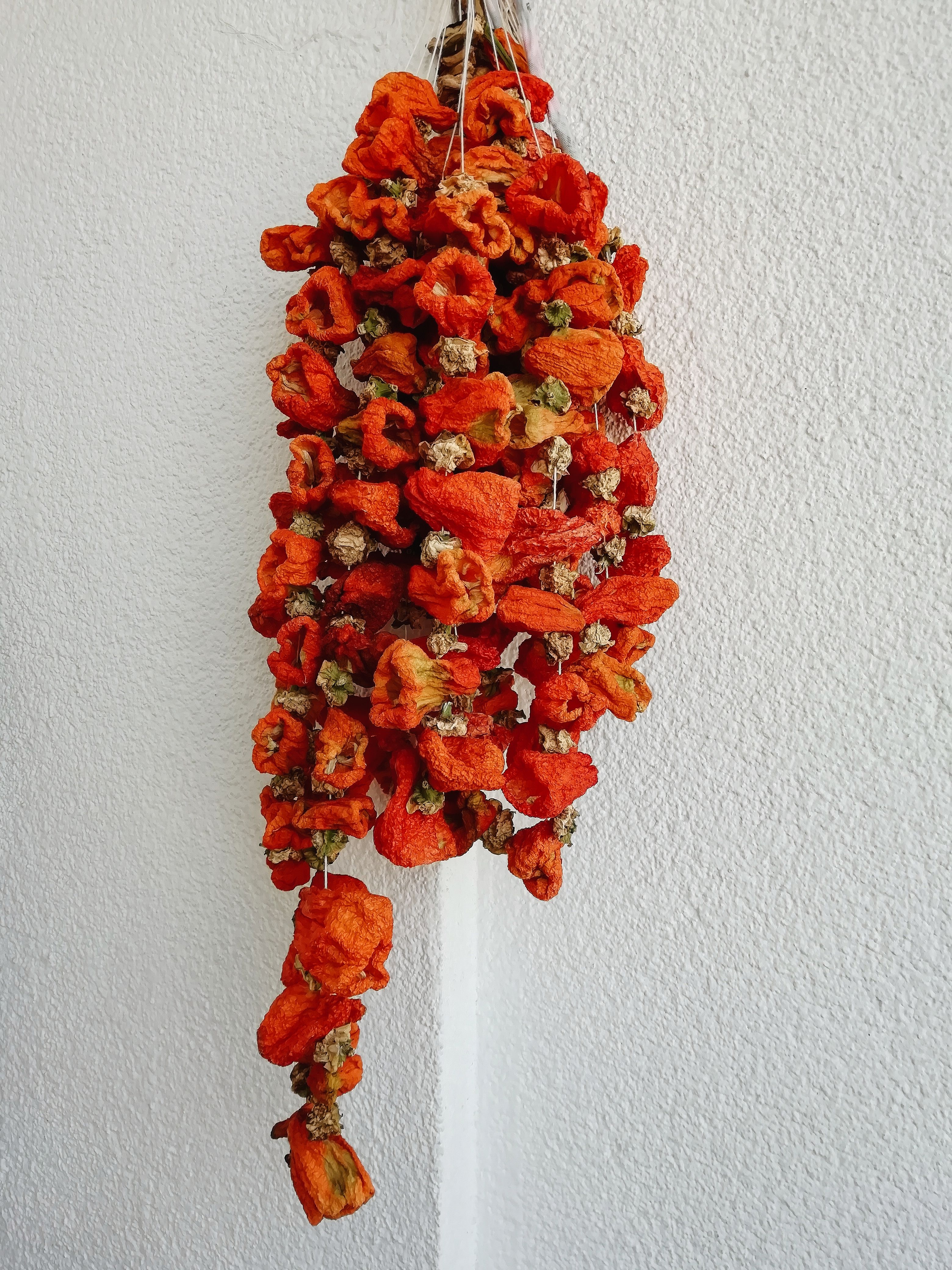 Wall Pepper Photos, Download The BEST Free Wall Pepper Stock Photos ...