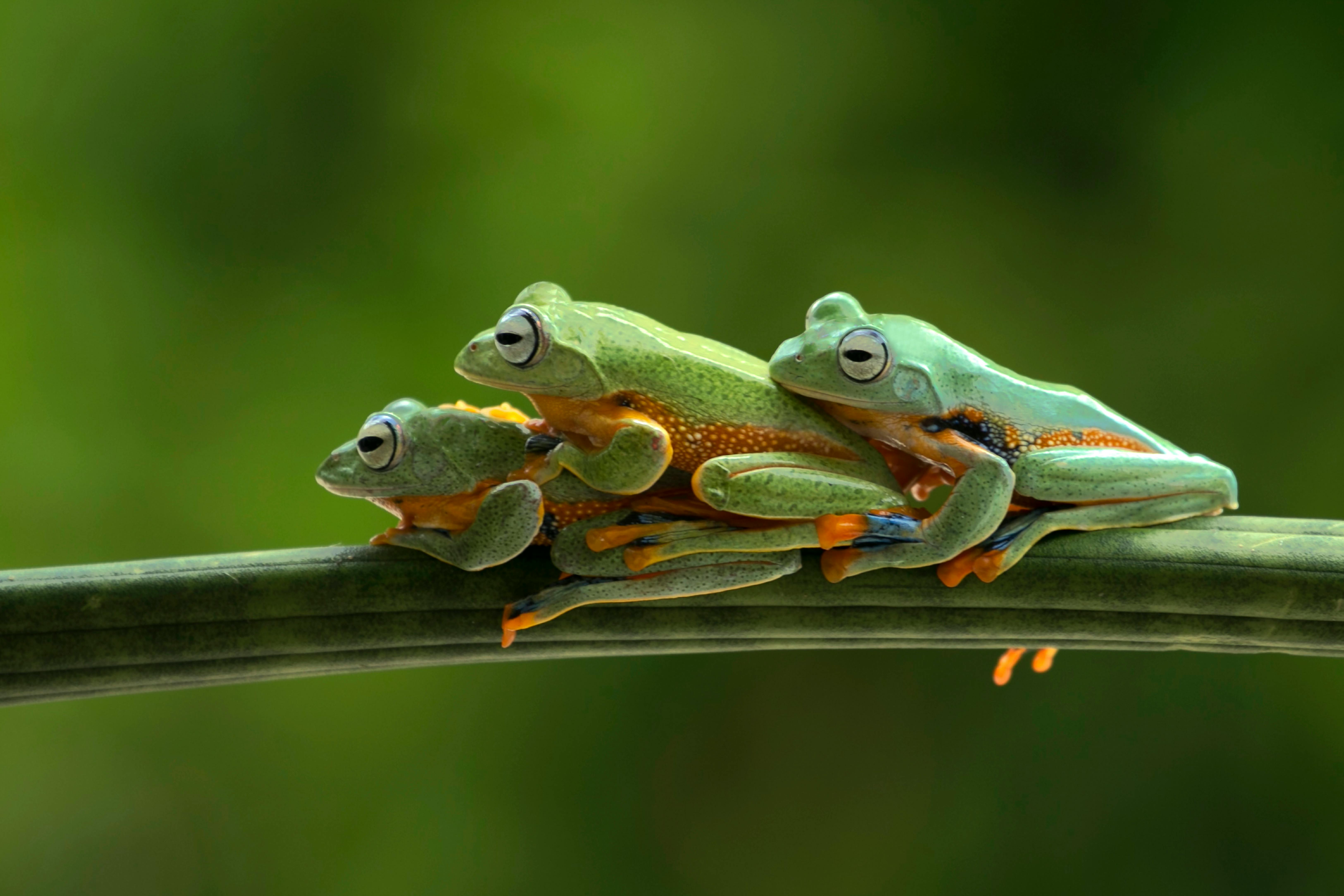 Philippine Frogs Photos, Download The BEST Free Philippine Frogs Stock ...