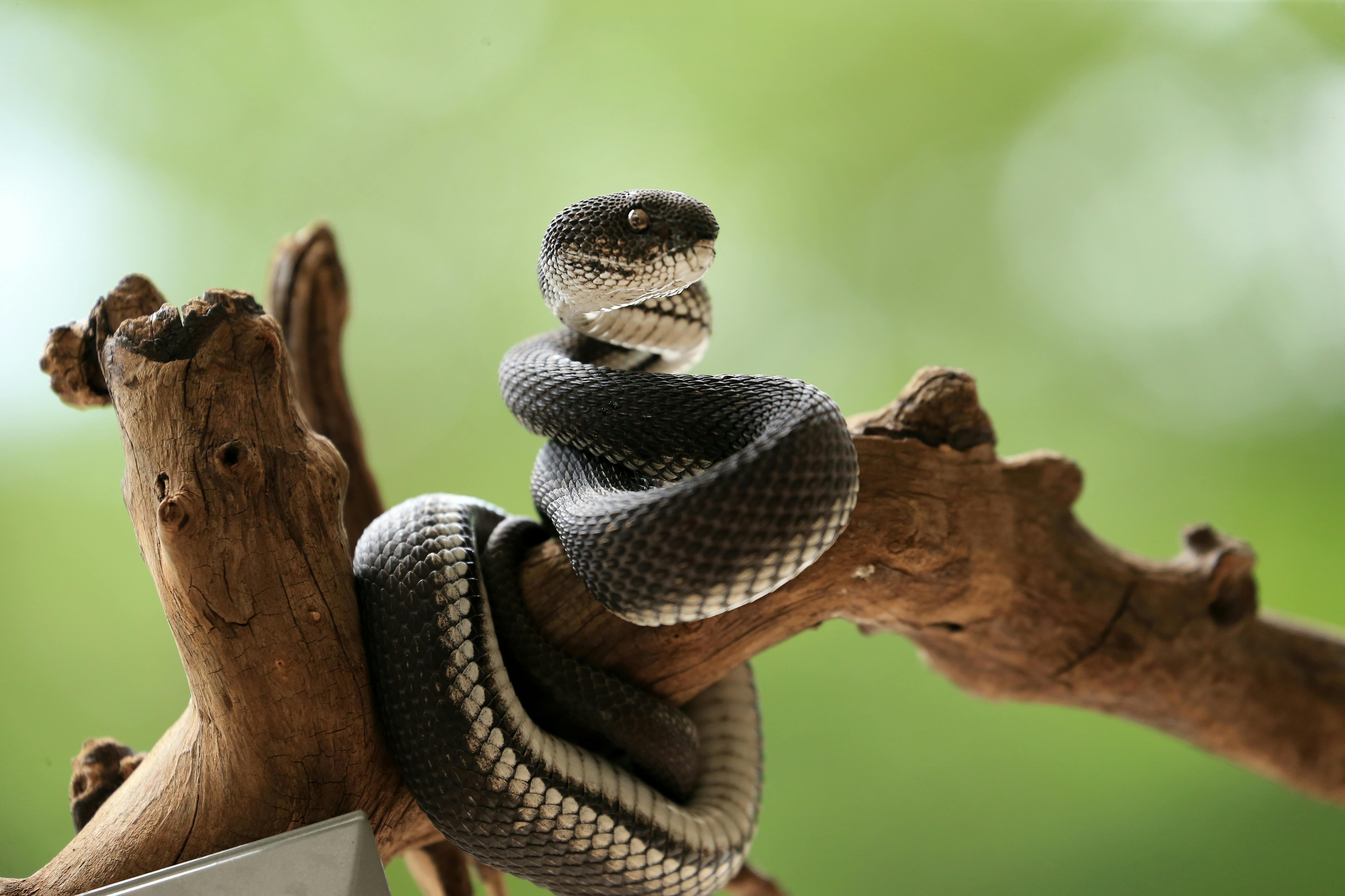 A Snake on a Branch of Wood · Free Stock Photo