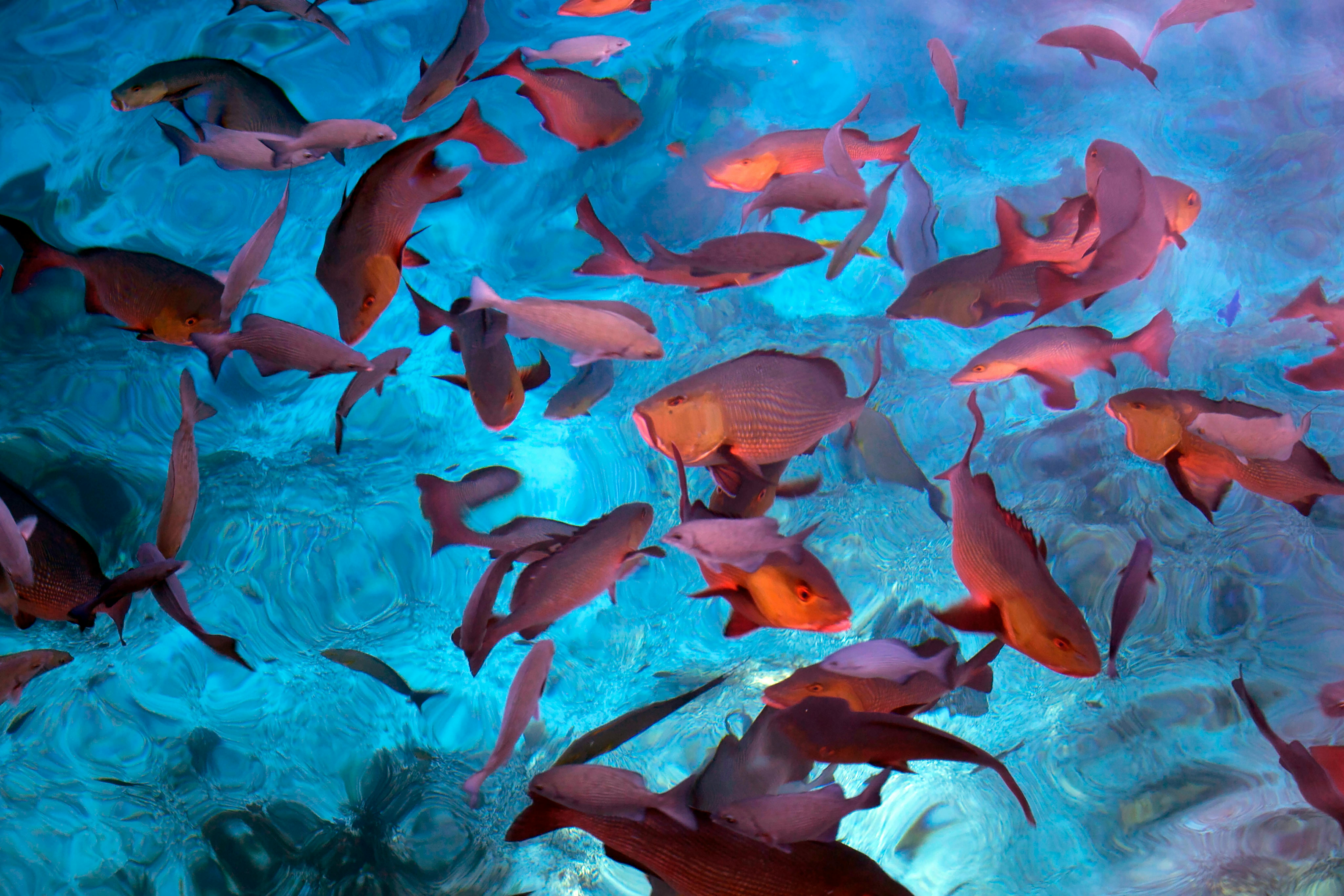 Fish under Water · Free Stock Photo