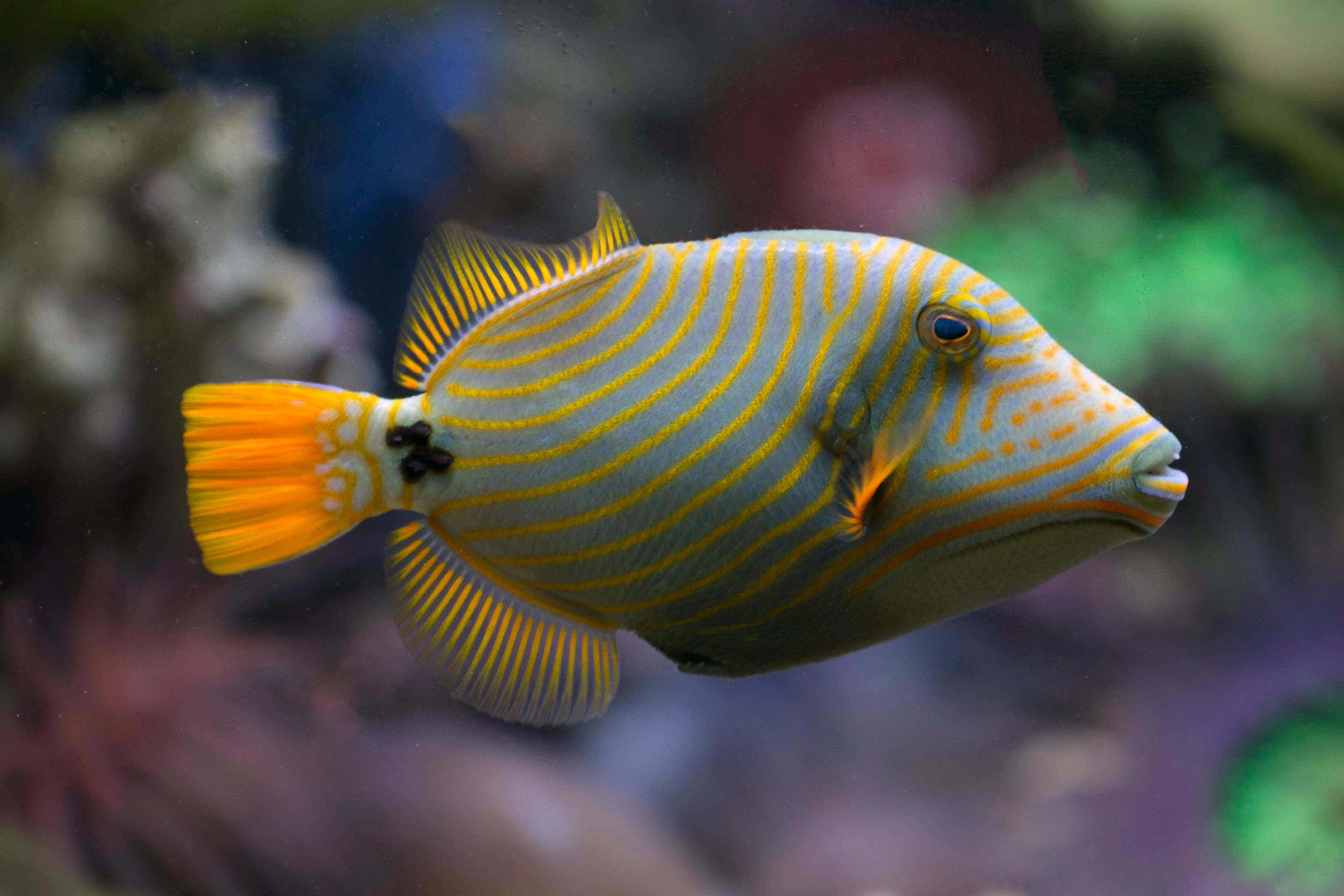 Close up of a Fish in an Aquarium · Free Stock Photo