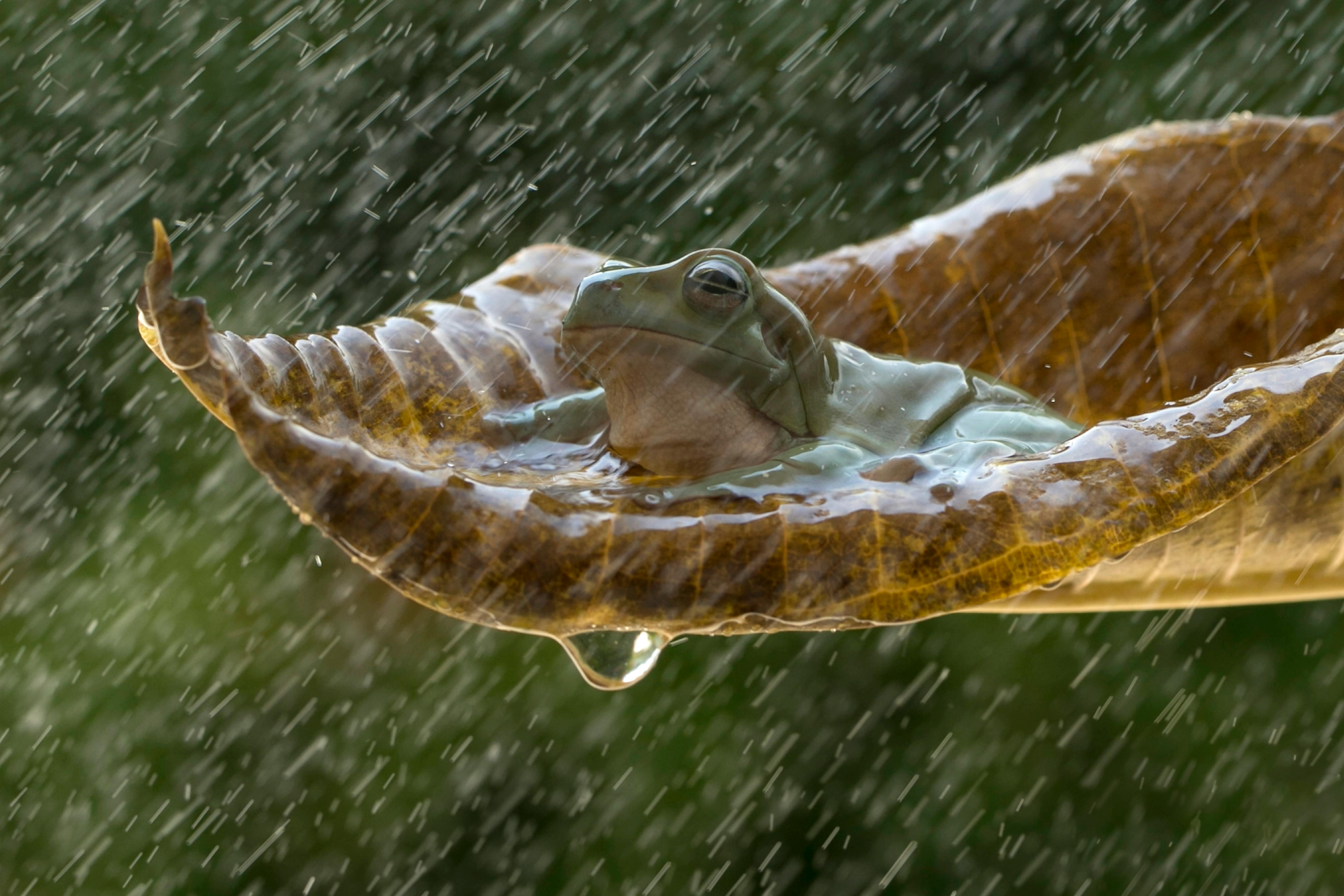 Frog In Rain Photos, Download Free Frog In Rain Stock Photos & HD Images