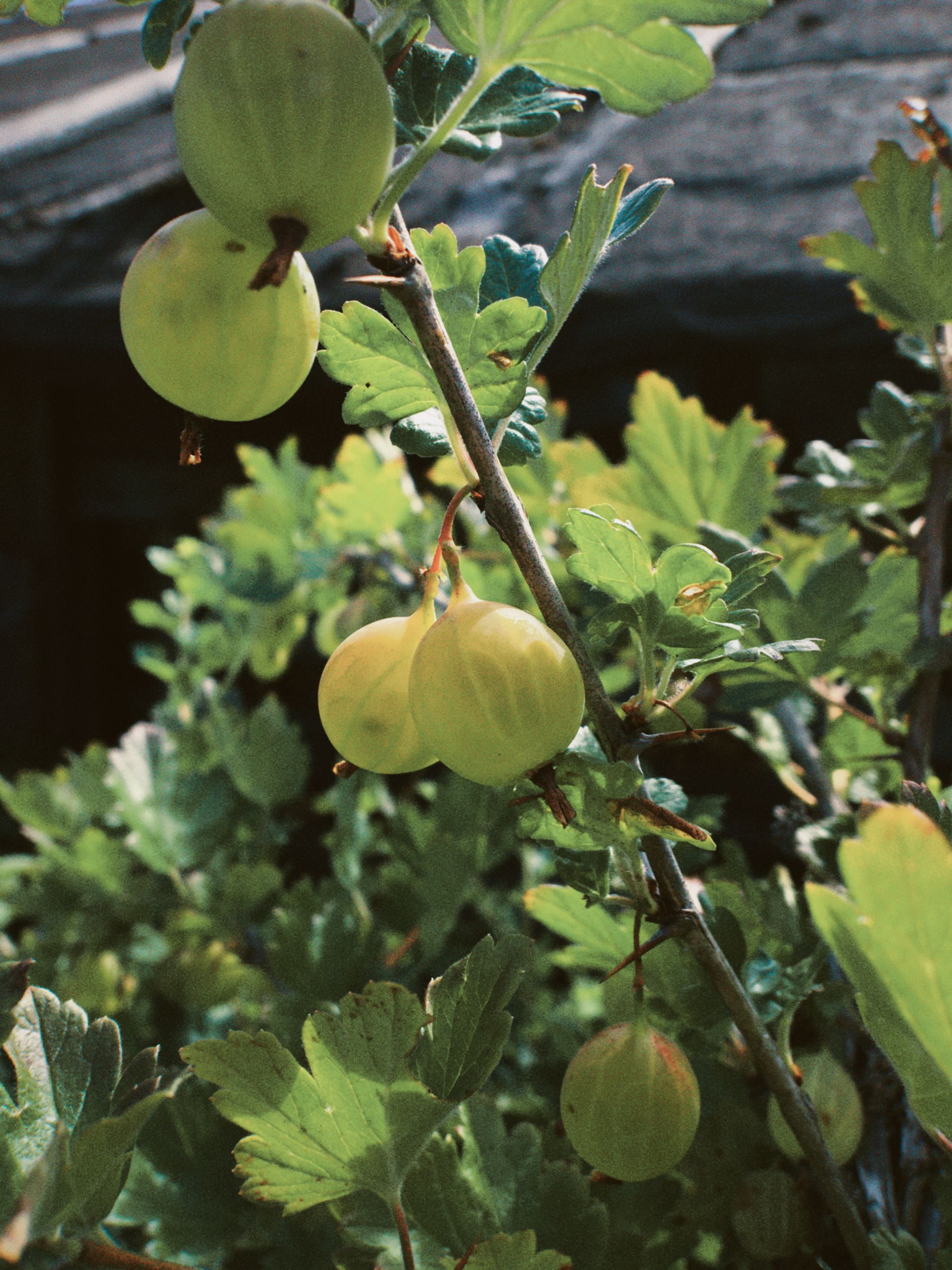 Yellow Round Small Fruit · Free Stock Photo