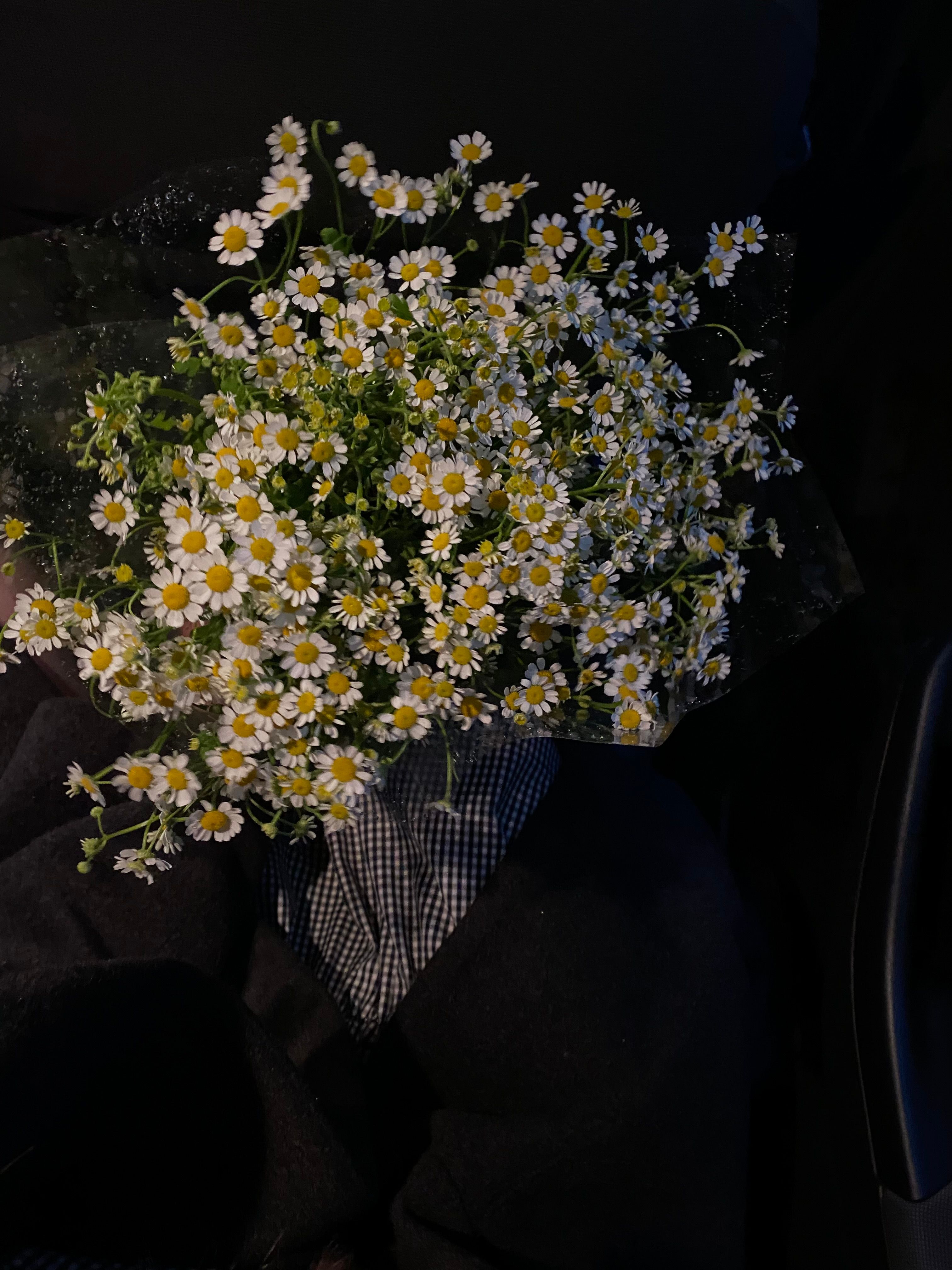Bunch if Beautiful White Chamomile Flowers · Free Stock Photo