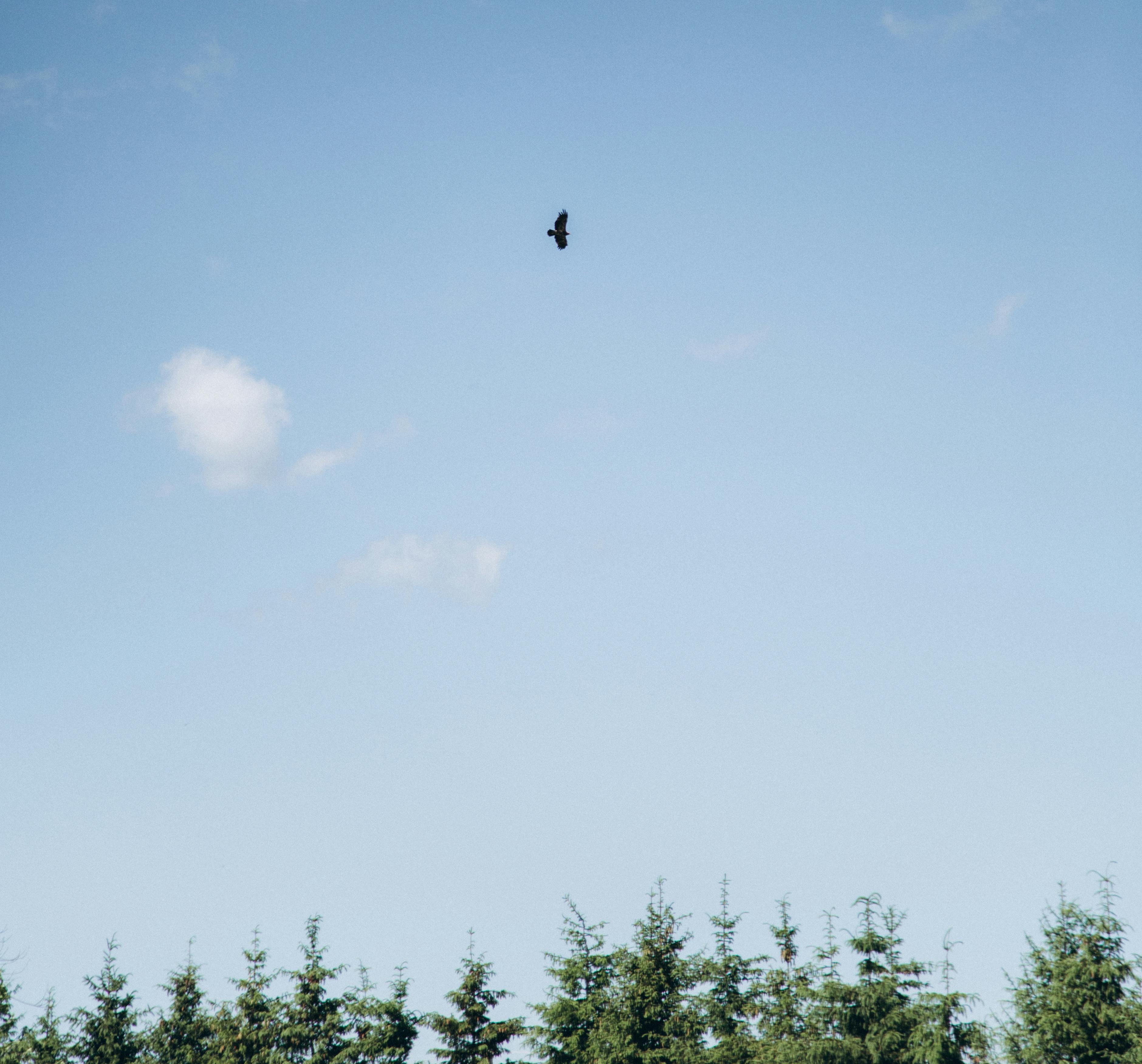 Bird Flying Over Pine Trees · Free Stock Photo