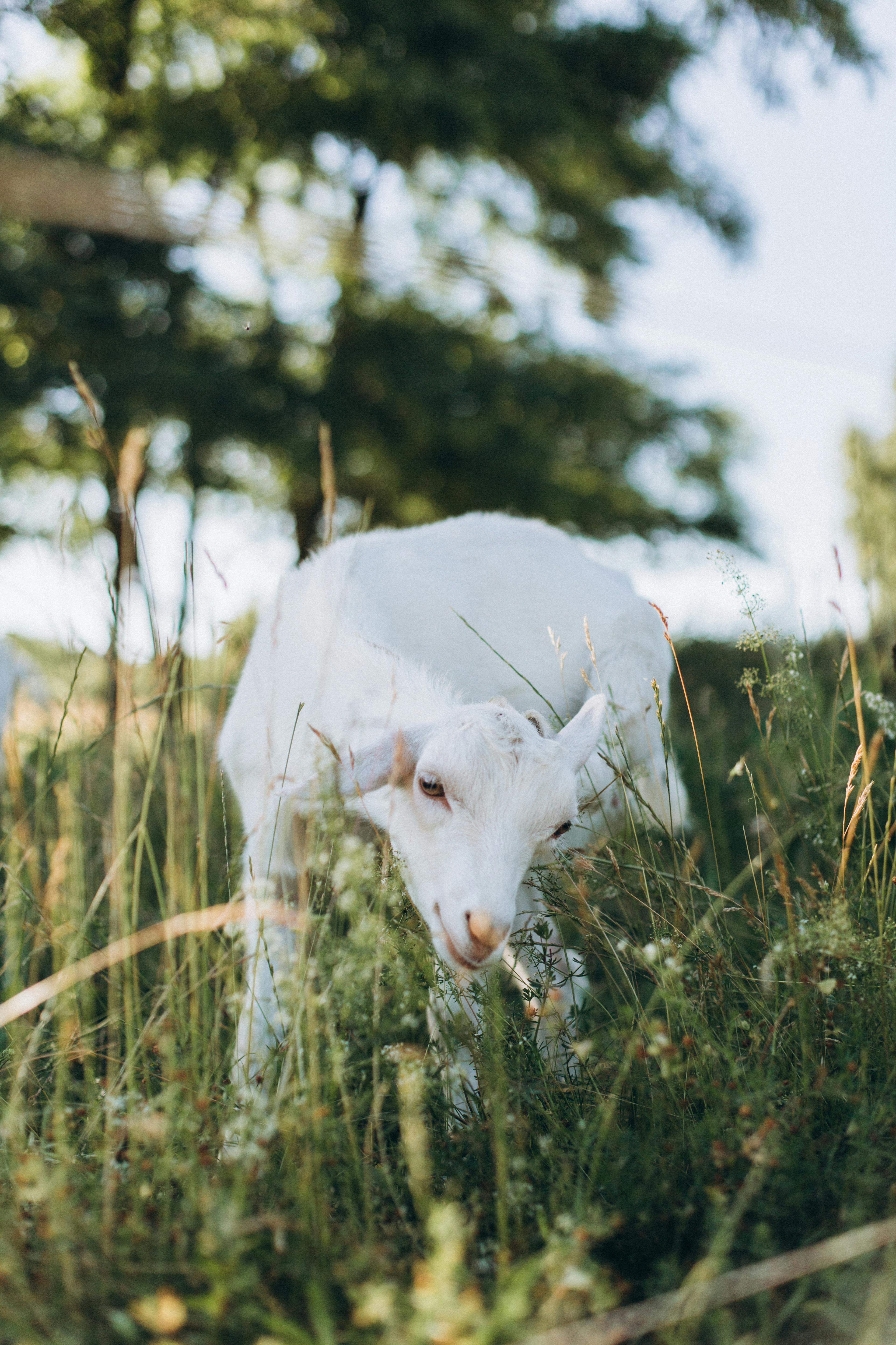 Goat Landscape Composition Photos, Download The BEST Free Goat ...