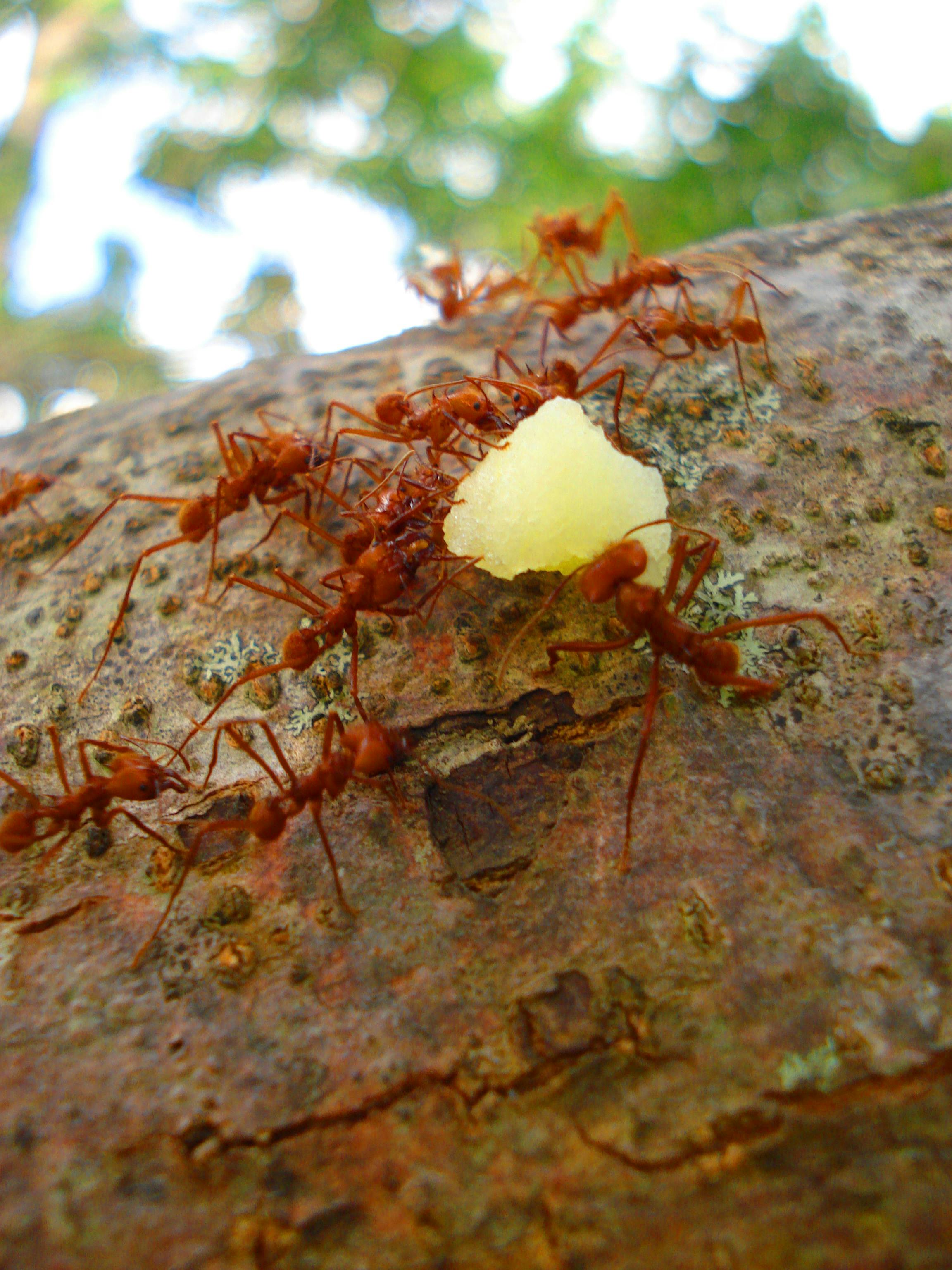 Free stock photo of ants, nature, red ants