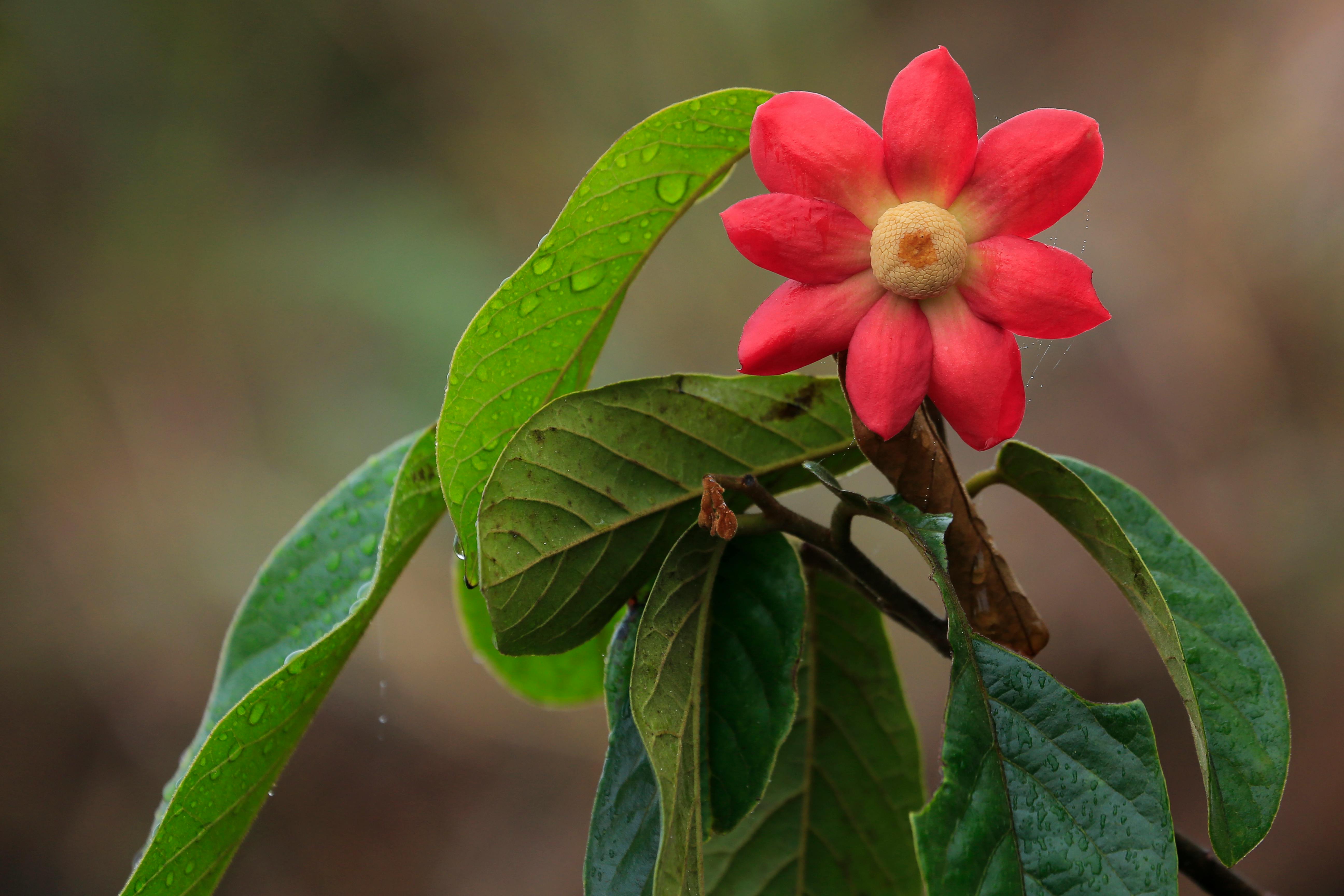 Rufa Photos, Download Free Rufa Stock Photos & HD Images