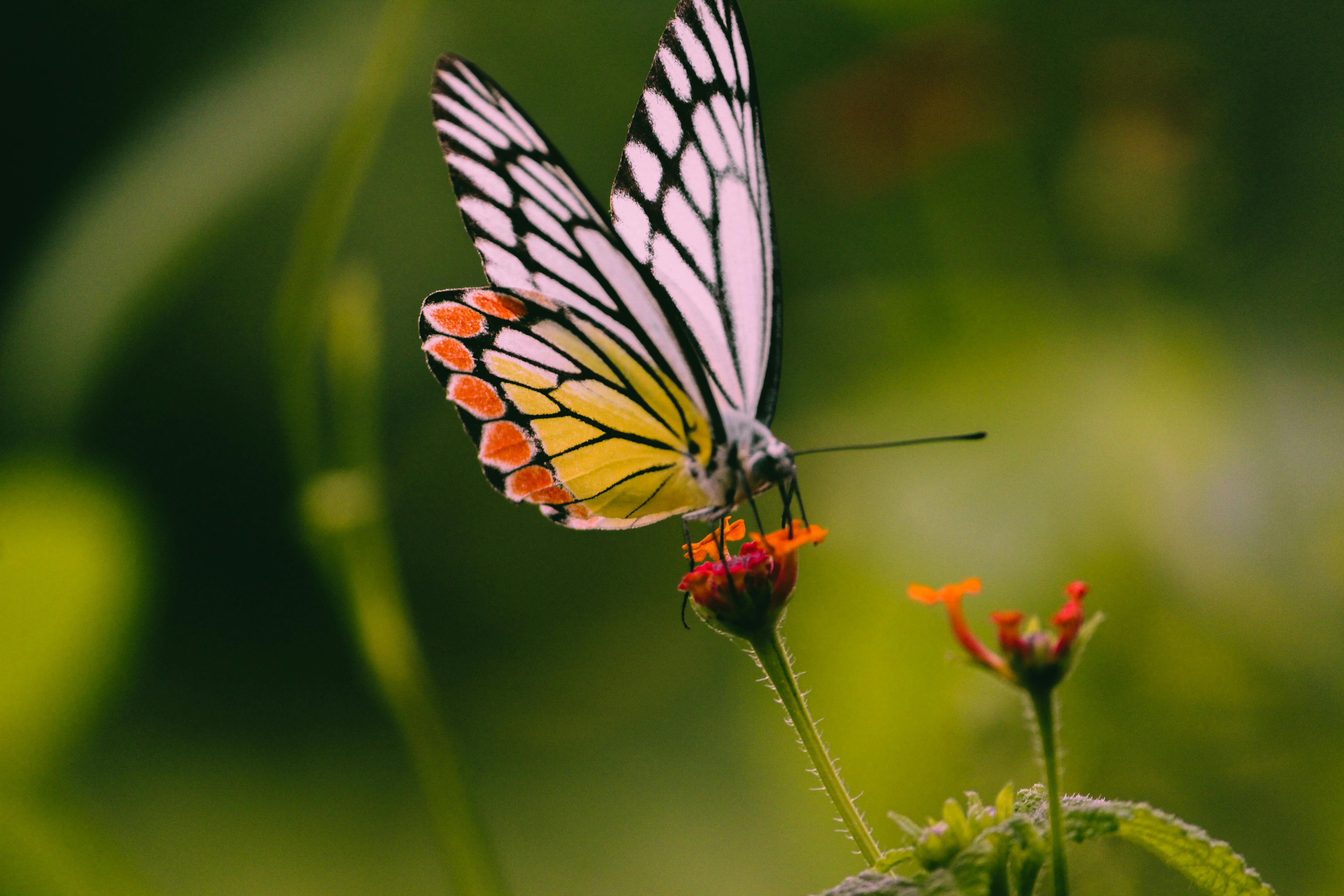 Butterfly on a Flower · Free Stock Photo
