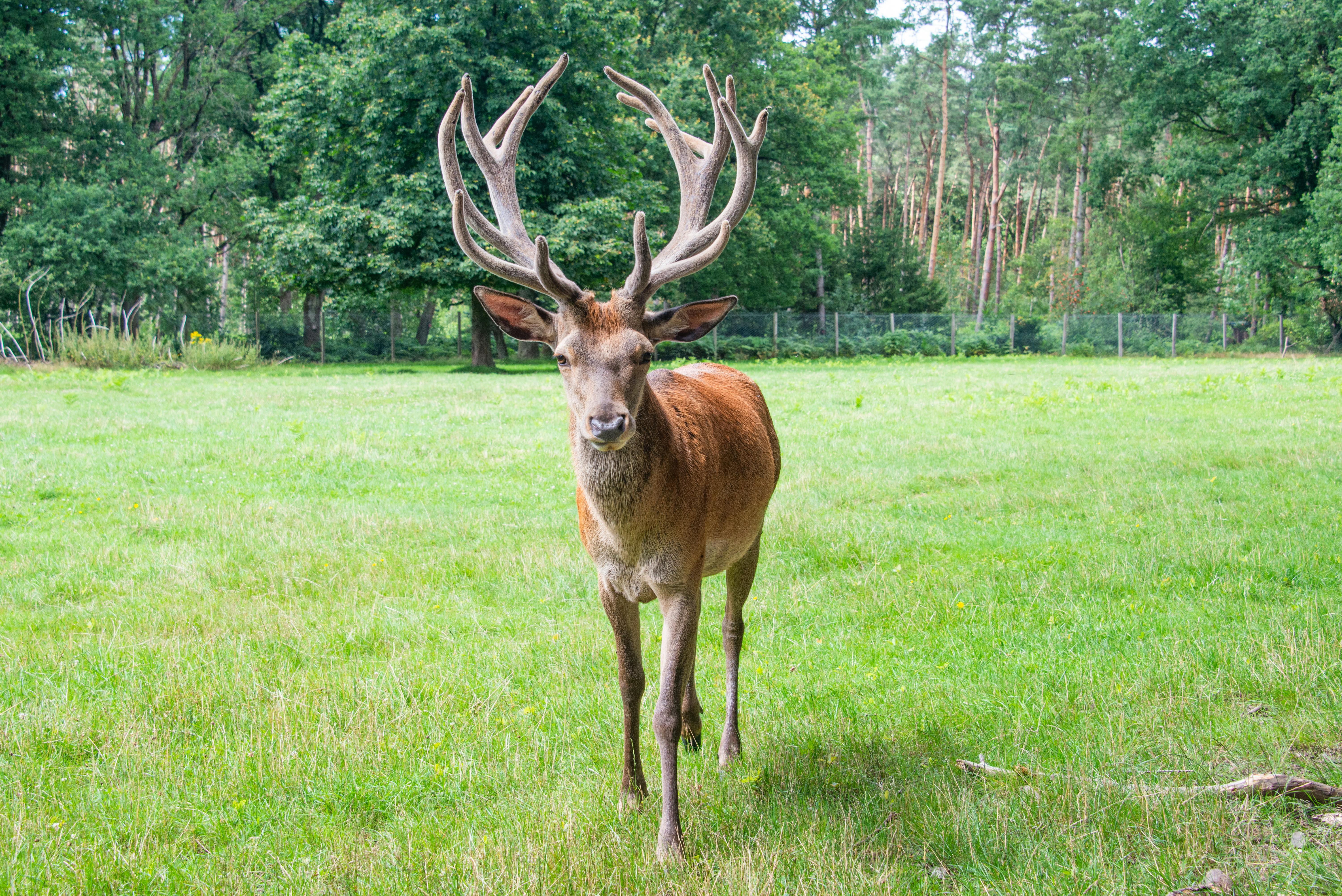 A Deer Walking on a Grassy Field · Free Stock Photo