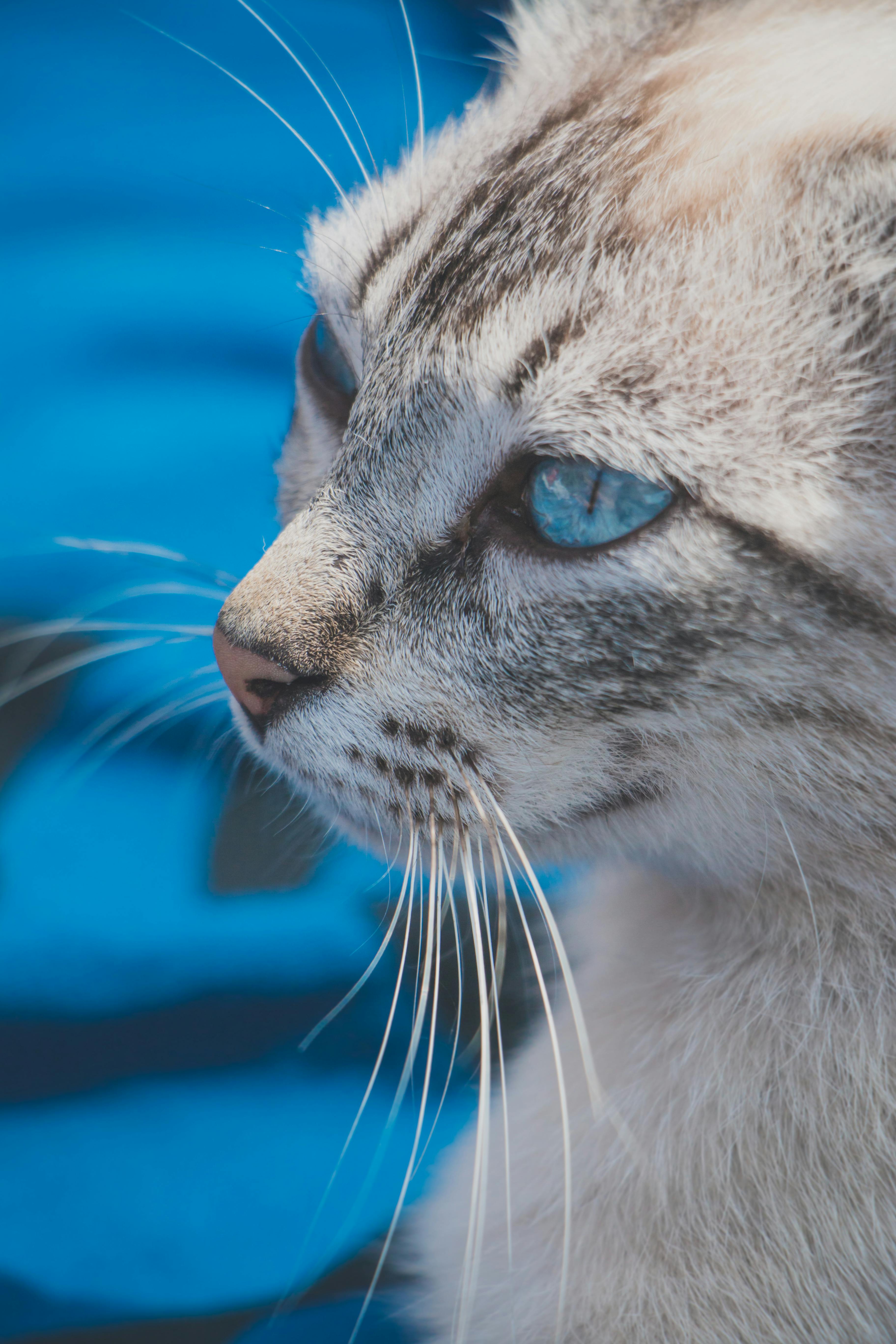 A Blue-Eyed Sphynx Cat · Free Stock Photo