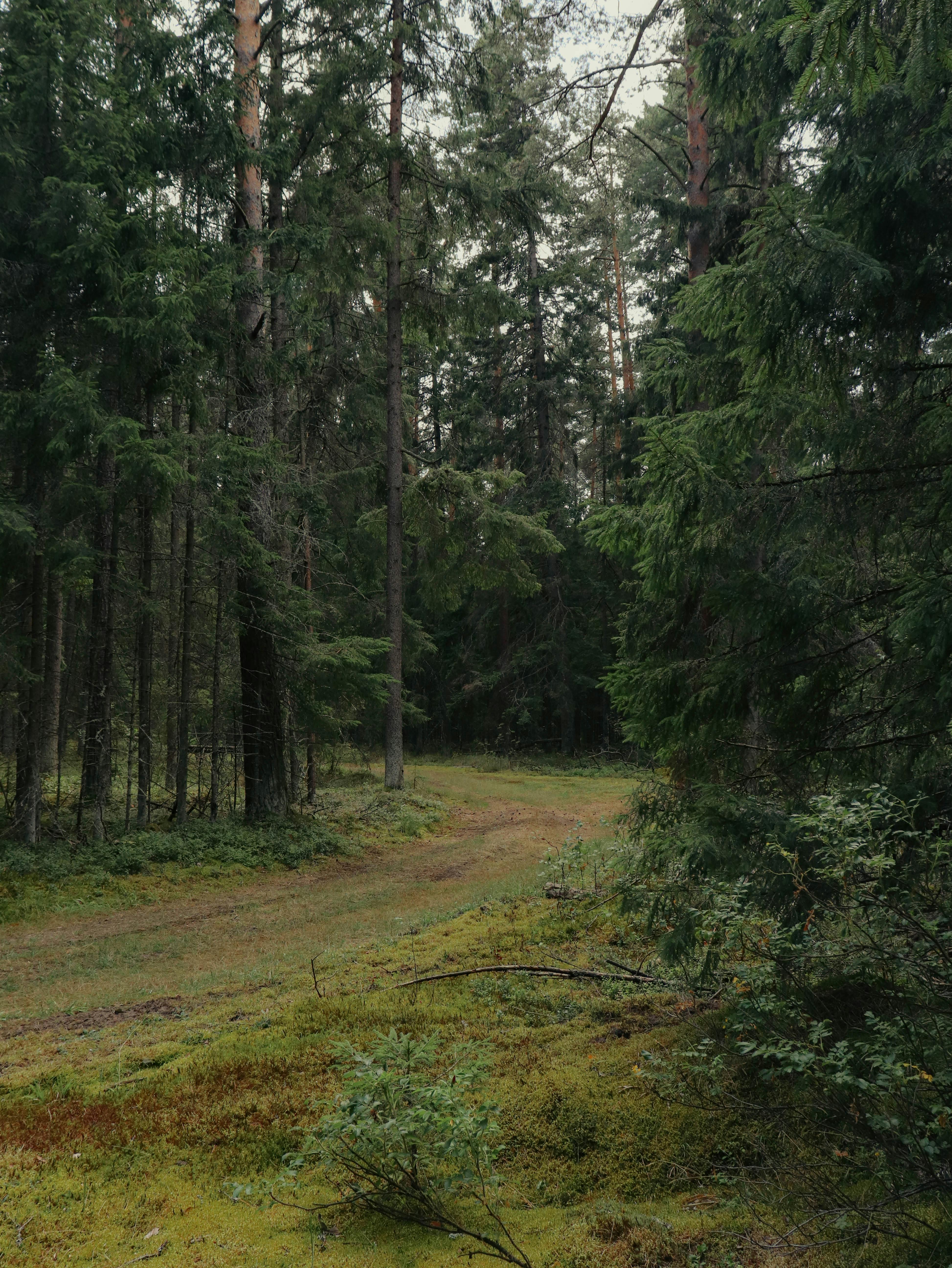 Pathway on a Forest · Free Stock Photo