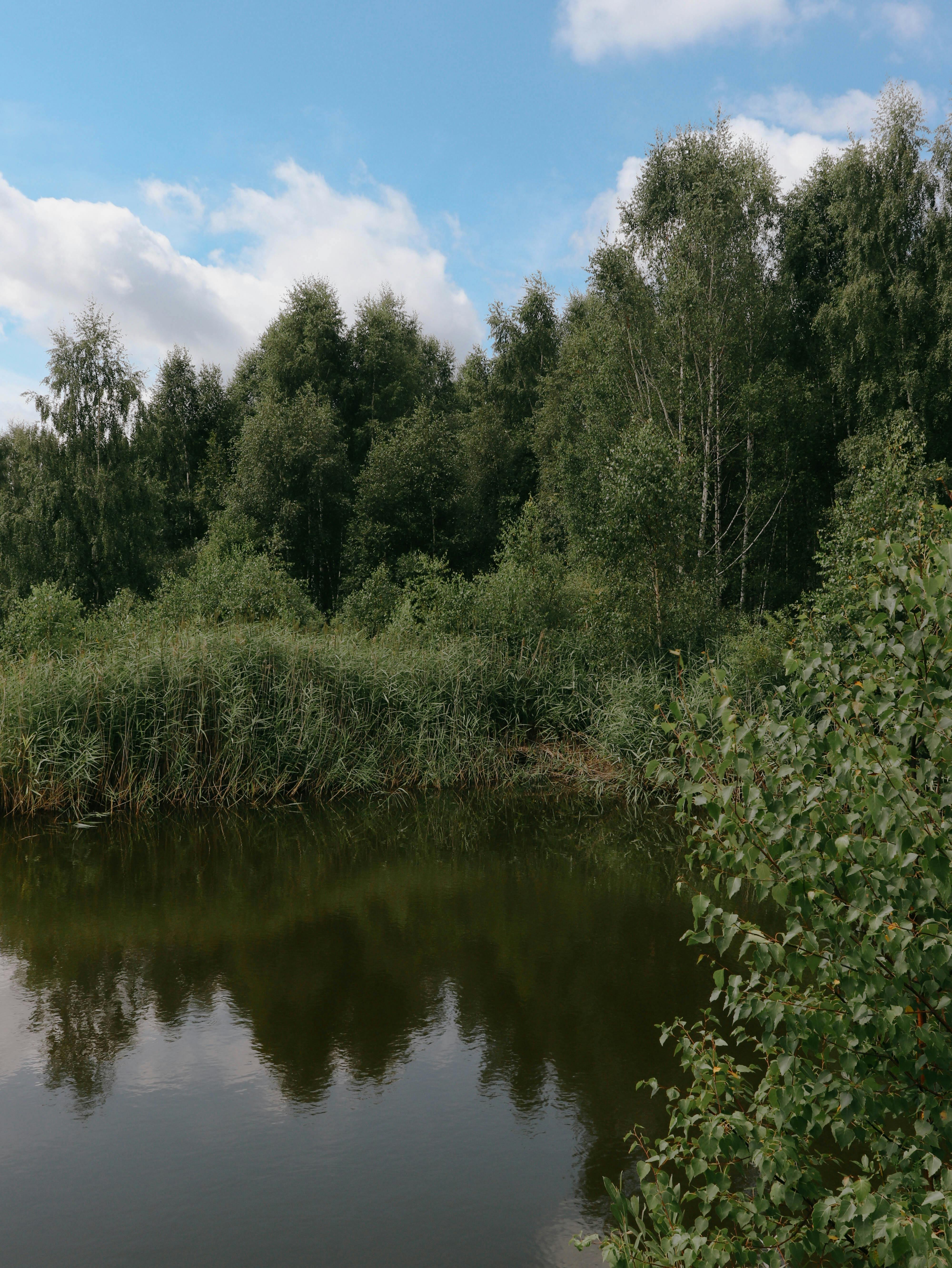 Photo of Trees Beside a River · Free Stock Photo